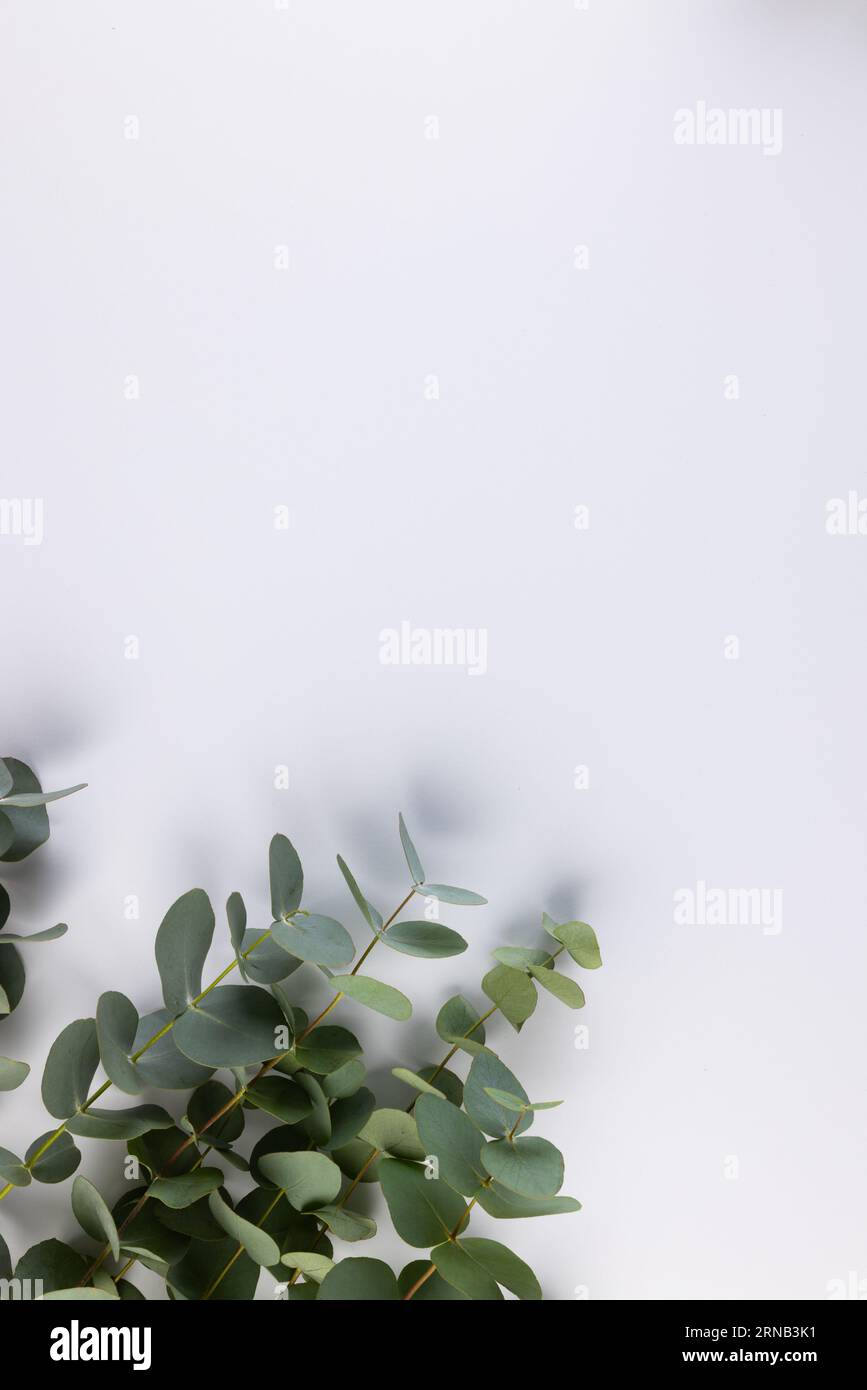 Vertical image of green plant twigs with leaves and copy space on white ...