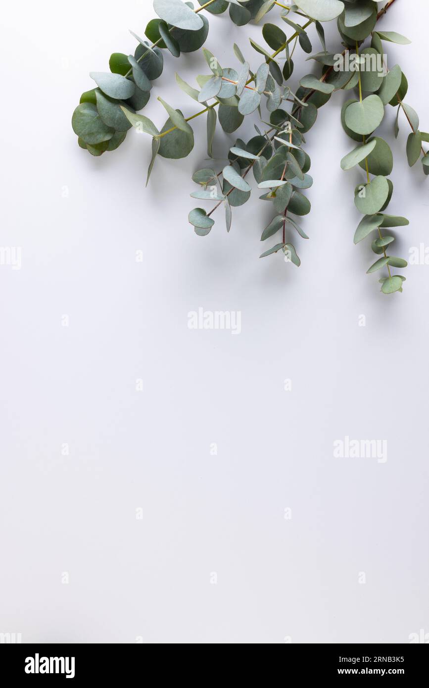 Vertical image of green plant twigs with leaves and copy space on white ...