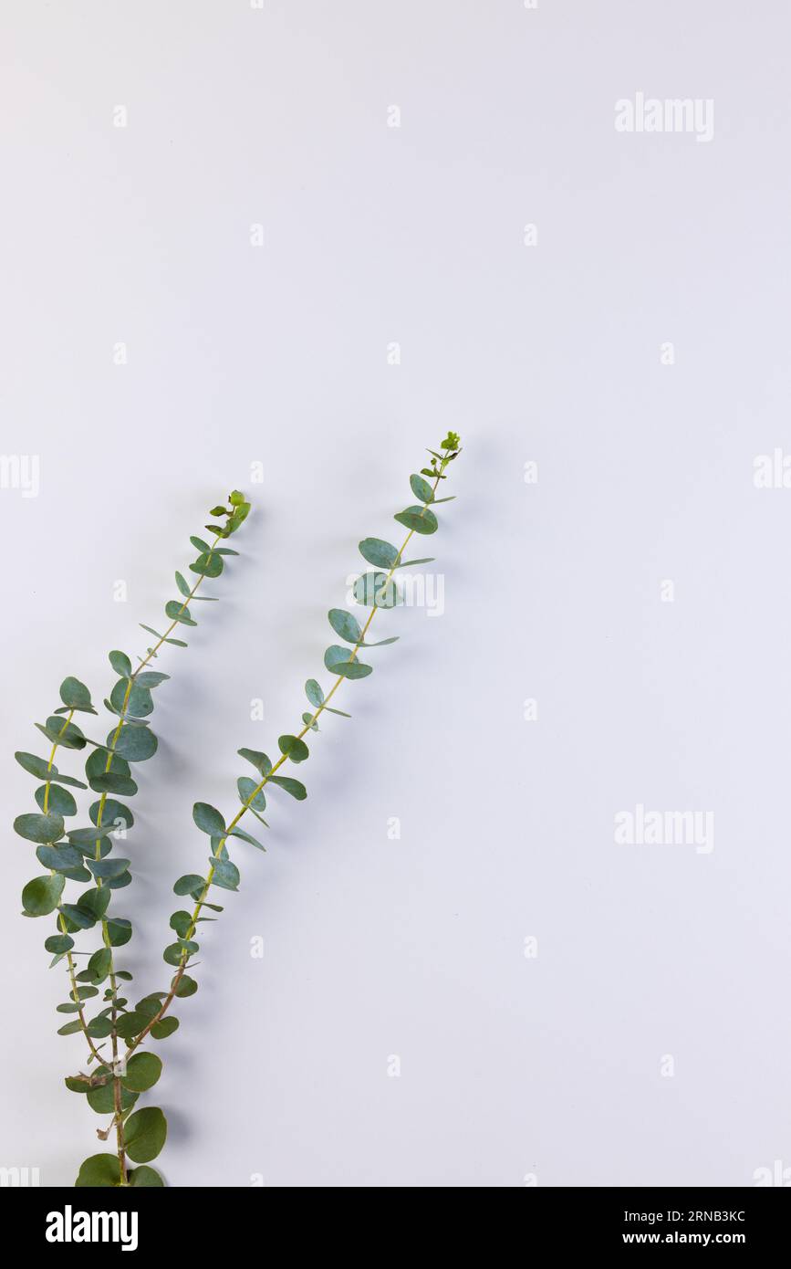 Vertical image of green plant twigs with leaves and copy space on white ...