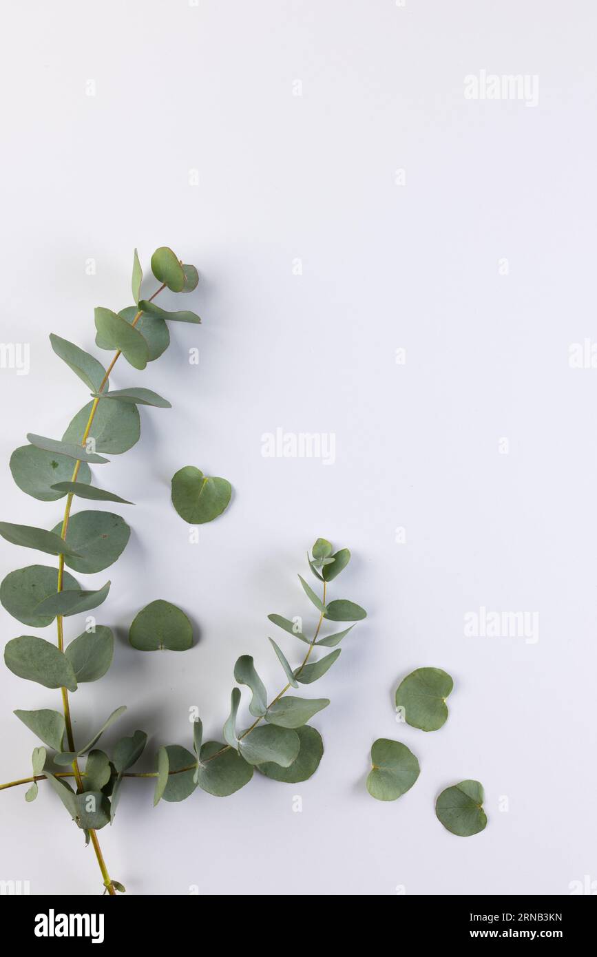 Vertical image of green plant twigs with leaves and copy space on white ...