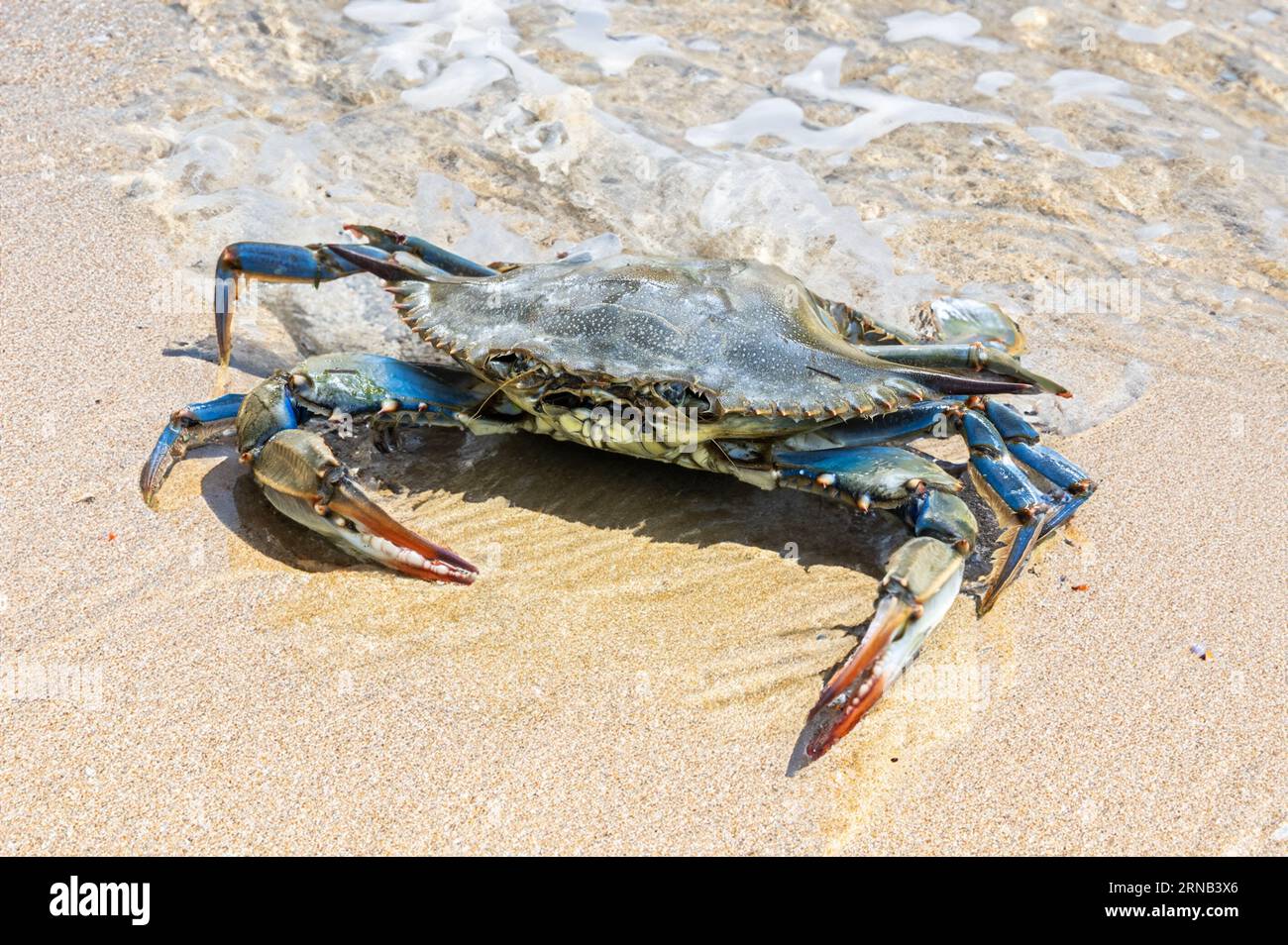 Blue crab claws hi-res stock photography and images - Alamy