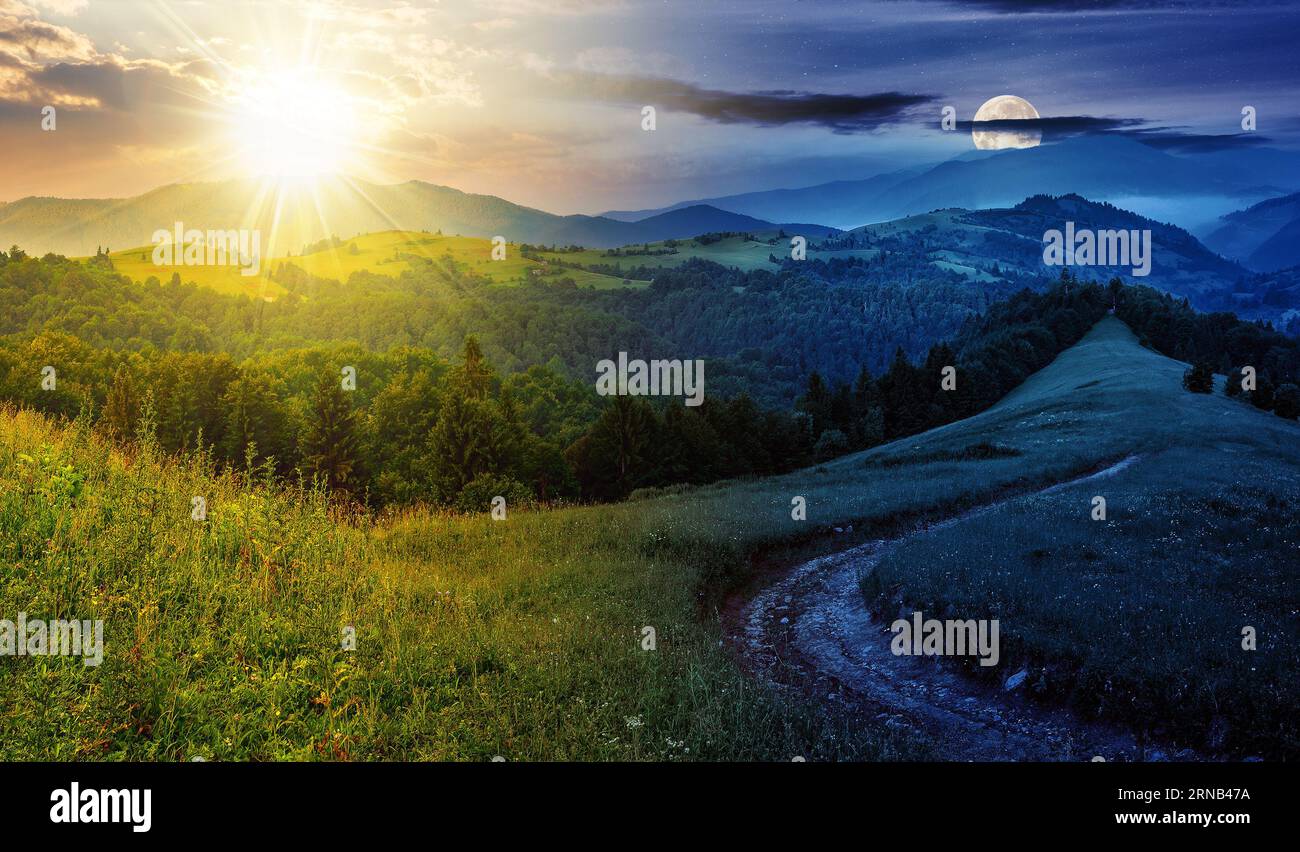 dirt road to coniferous forest winding through the grassy meadow ...