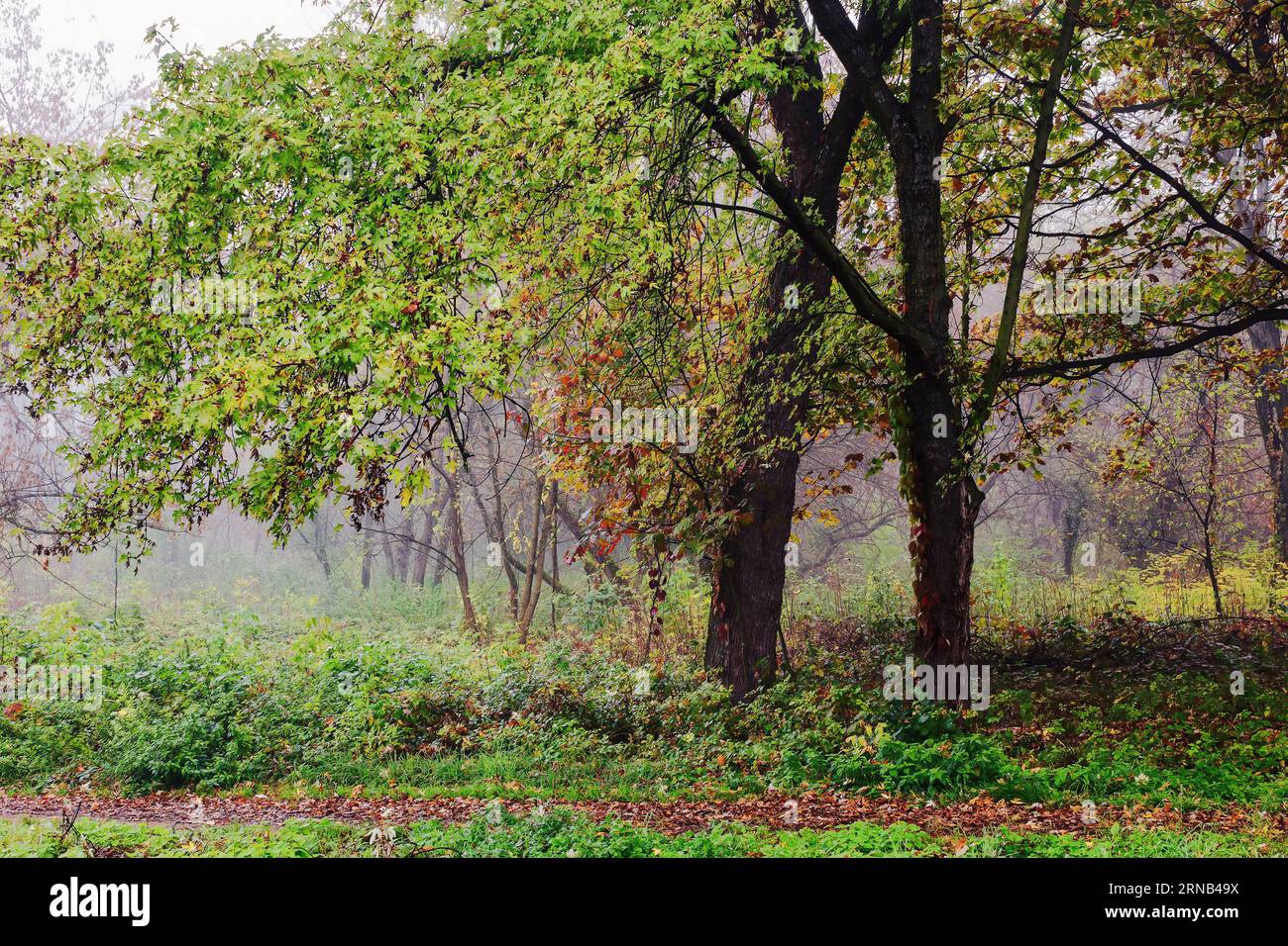 urban park in autumn. misty weather. trees in green foliage Stock Photo ...