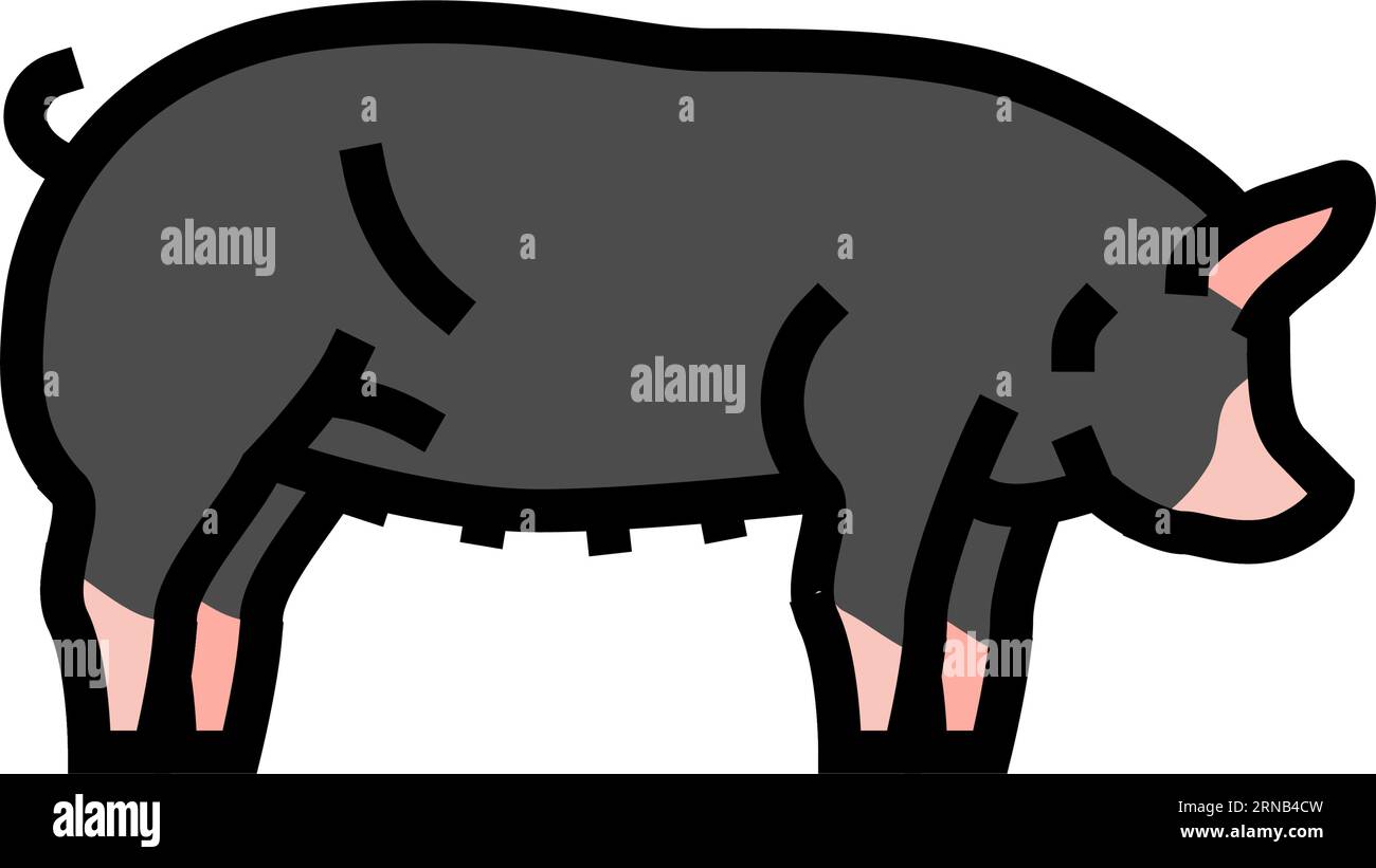 berkshire pig breed color icon vector illustration Stock Vector Image ...