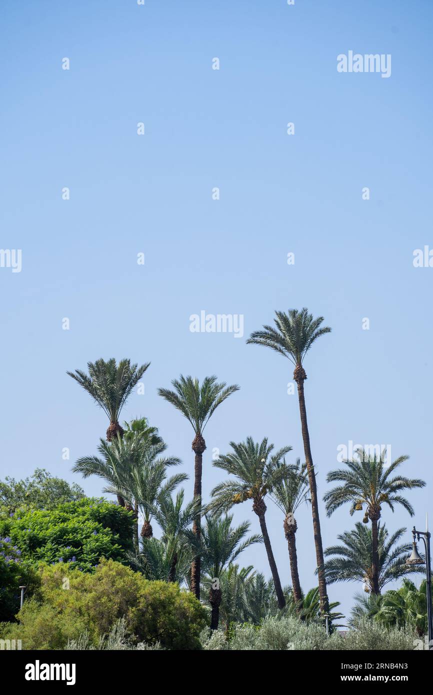 Palm trees in a park of Marrakech, Morocco during a bright sunny day ...