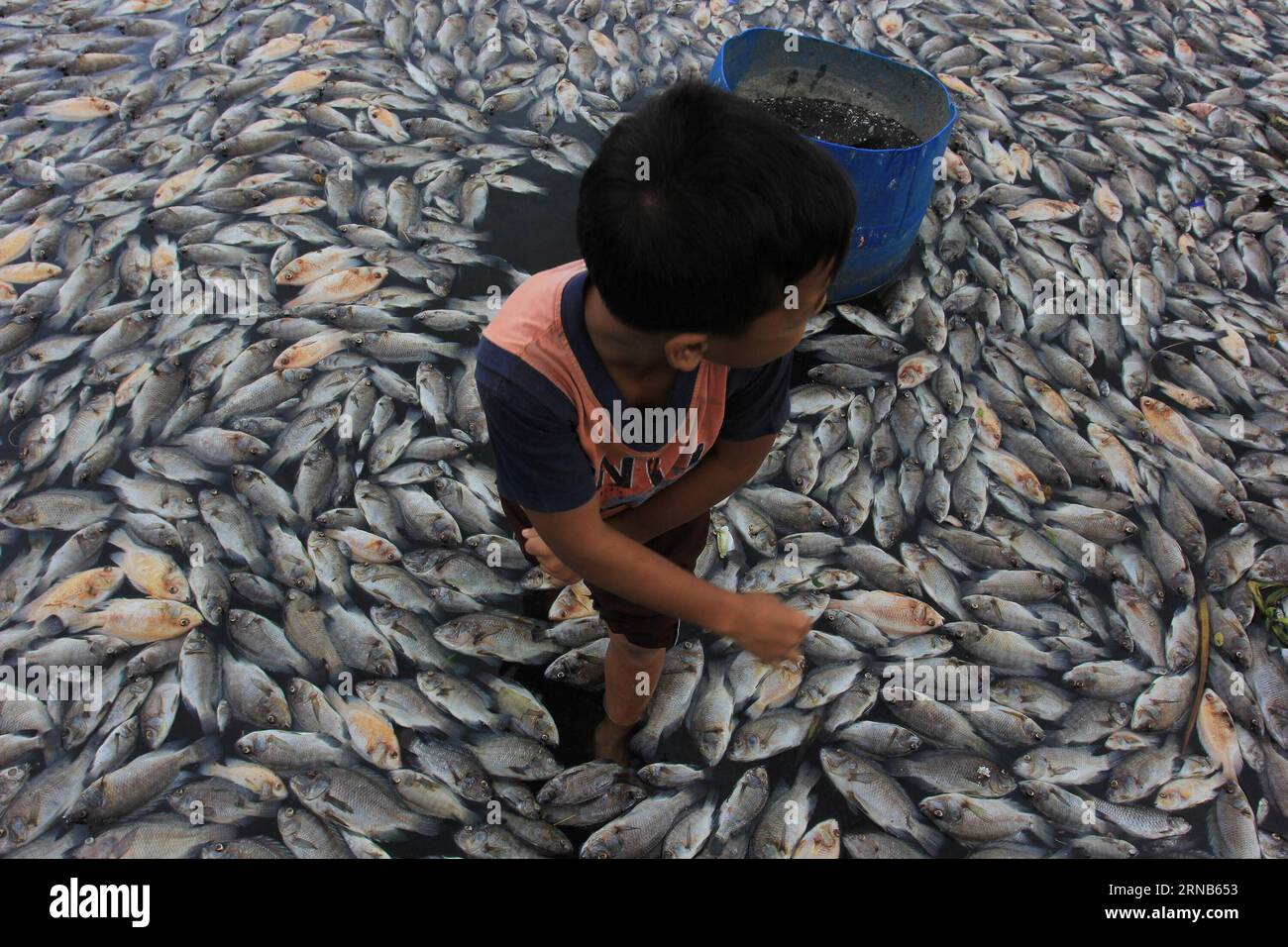 Dead fish are seen floating on the waters of Maninjau lake in West ...