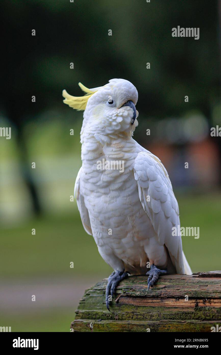 An adorable large yellow-crested cockatoo (Cacatua galeritabird) with a ...