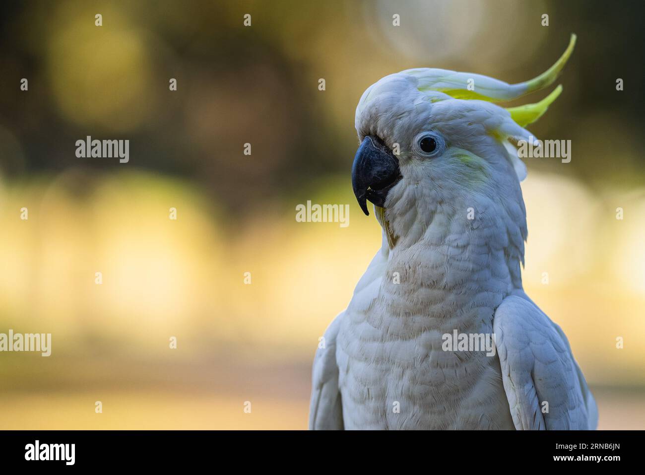 An adorable large yellow-crested cockatoo (Cacatua galeritabird) with a ...