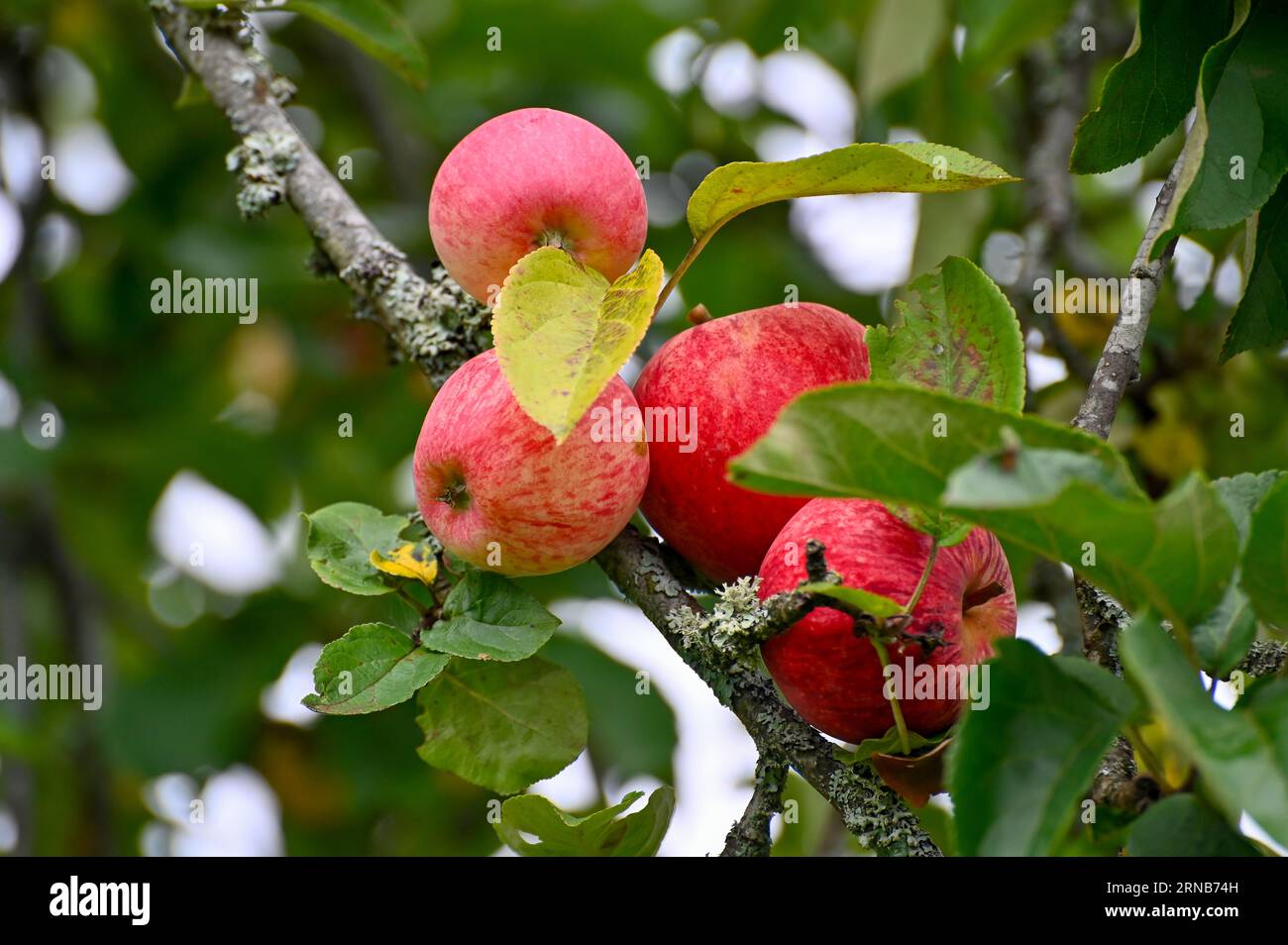Red delicious apples hanging in tree Kumla Sweden Stock Photo - Alamy