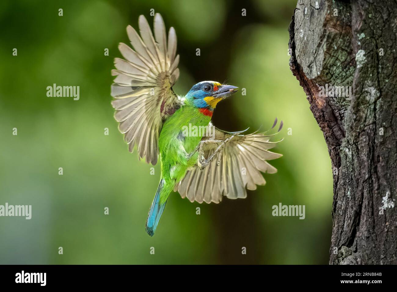 Taiwan barbet,Psilopogon nuchalis, endemic bird from Taiwan in flight ...