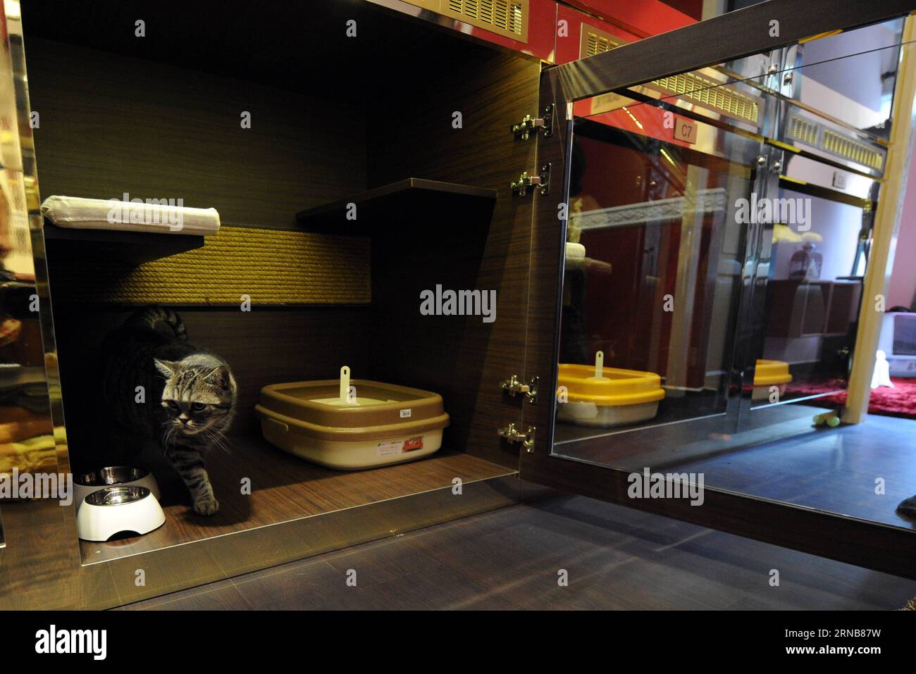 (160224) -- SINGAPORE, Feb. 24, 2016 -- A cat rests in one of the cat ...