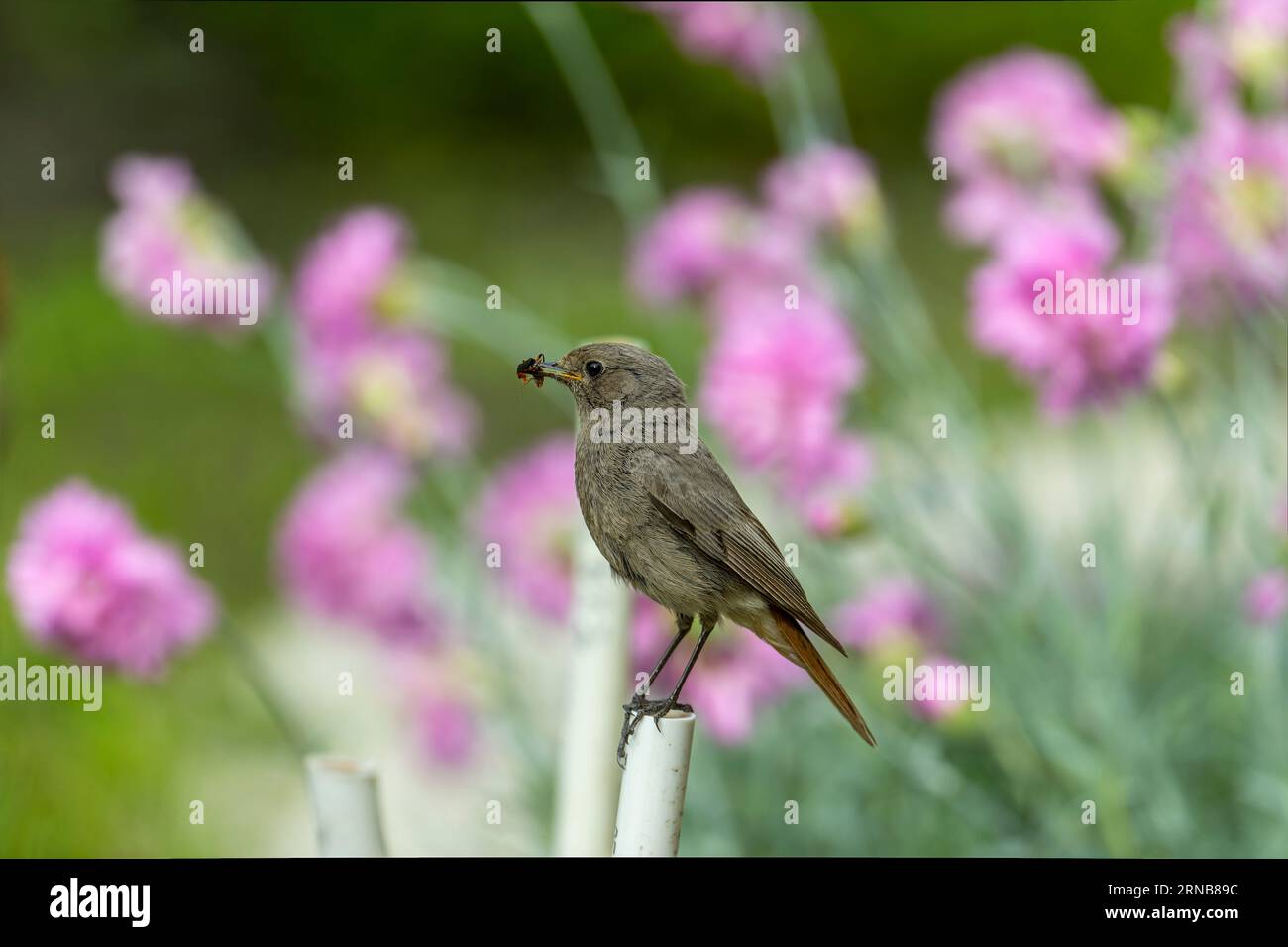 Black redstart female (Phoenicurus ochruros Stock Photo - Alamy