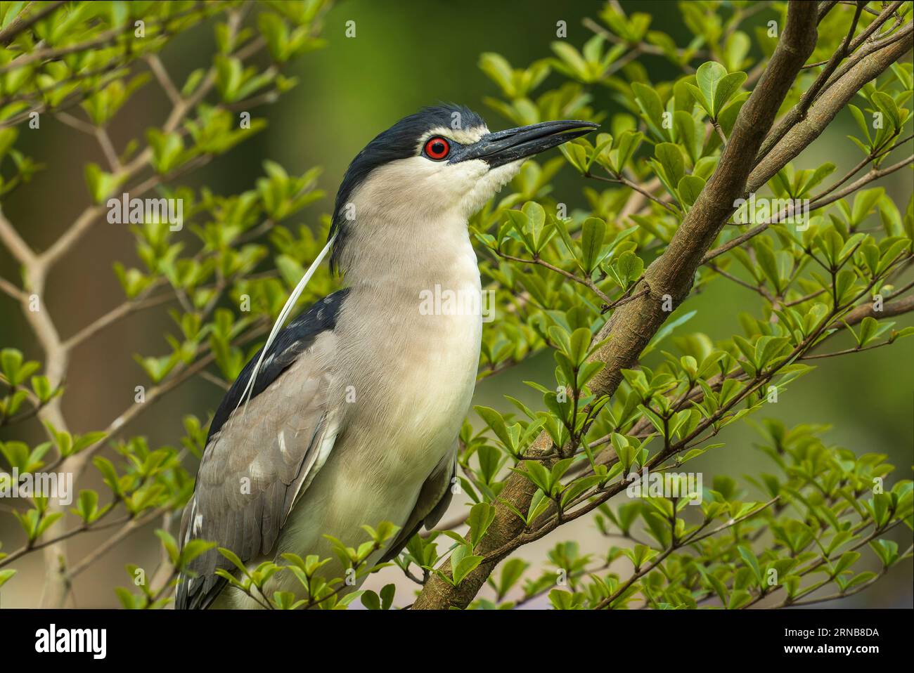 This image depicts a mature black-crowned night heron at a small pond ...