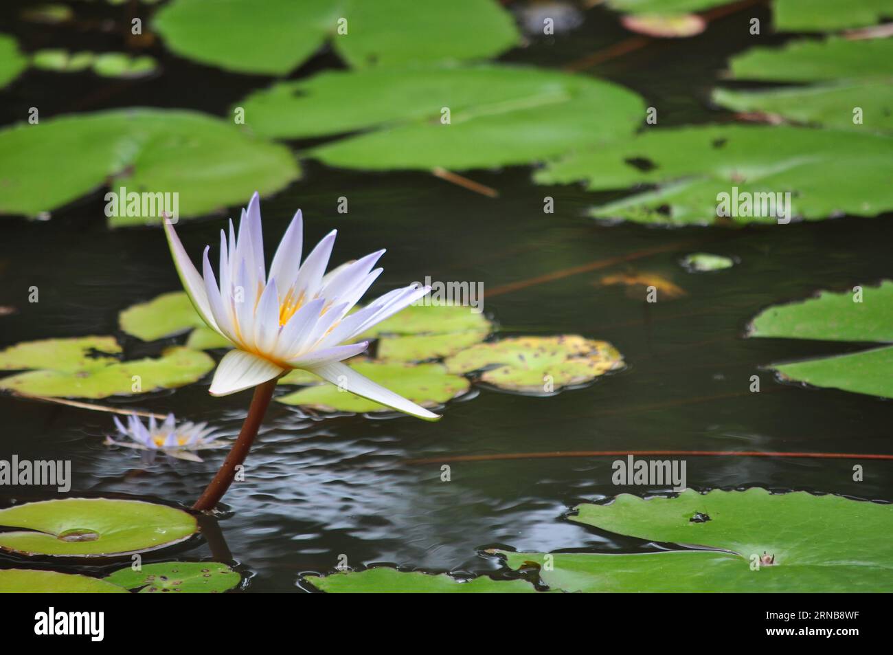 Bunga lotus hi-res stock photography and images - Alamy