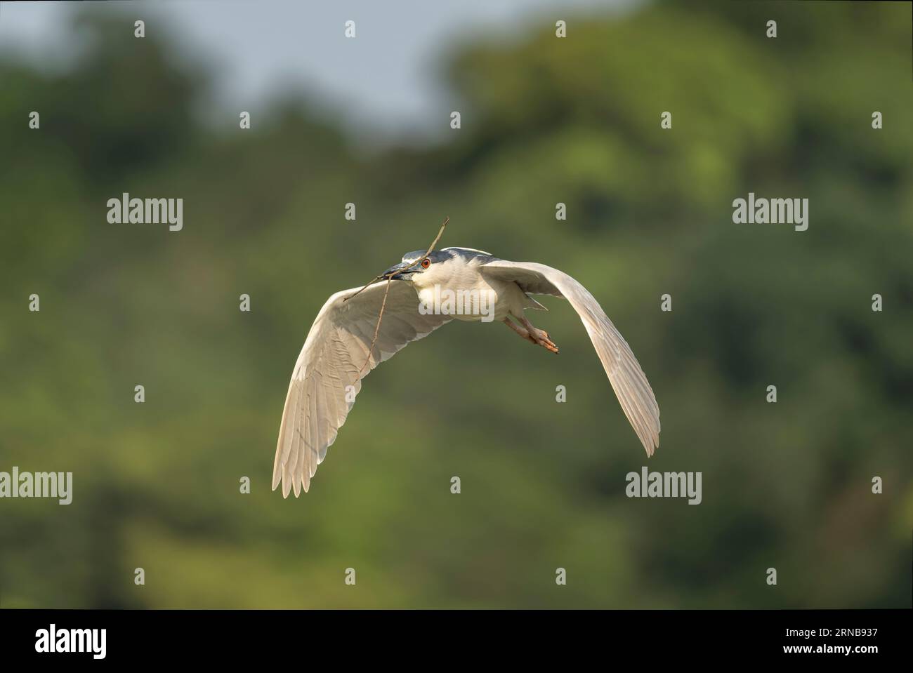 This image depicts a mature black-crowned night heron at a small pond ...