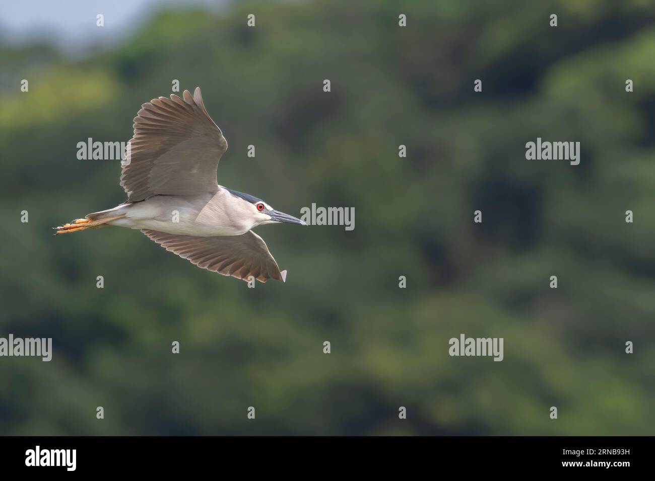 This image depicts a mature black-crowned night heron at a small pond ...