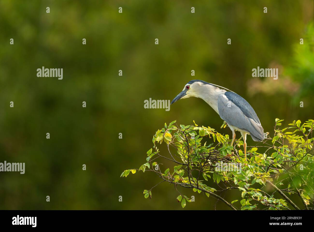 This image depicts a mature black-crowned night heron at a small pond ...