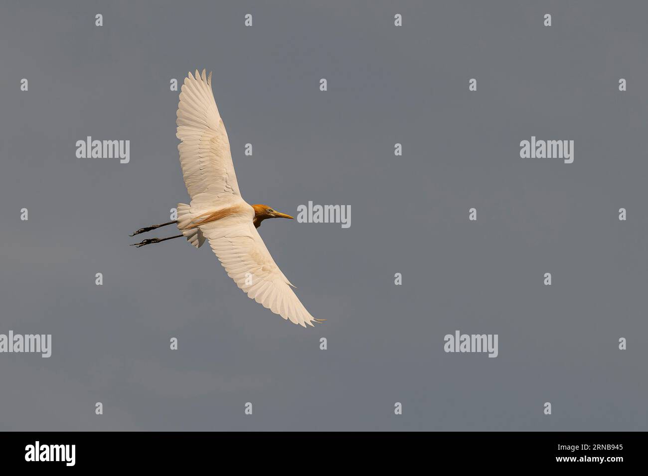 Cattle egret in flight on a blue sky Stock Photo - Alamy