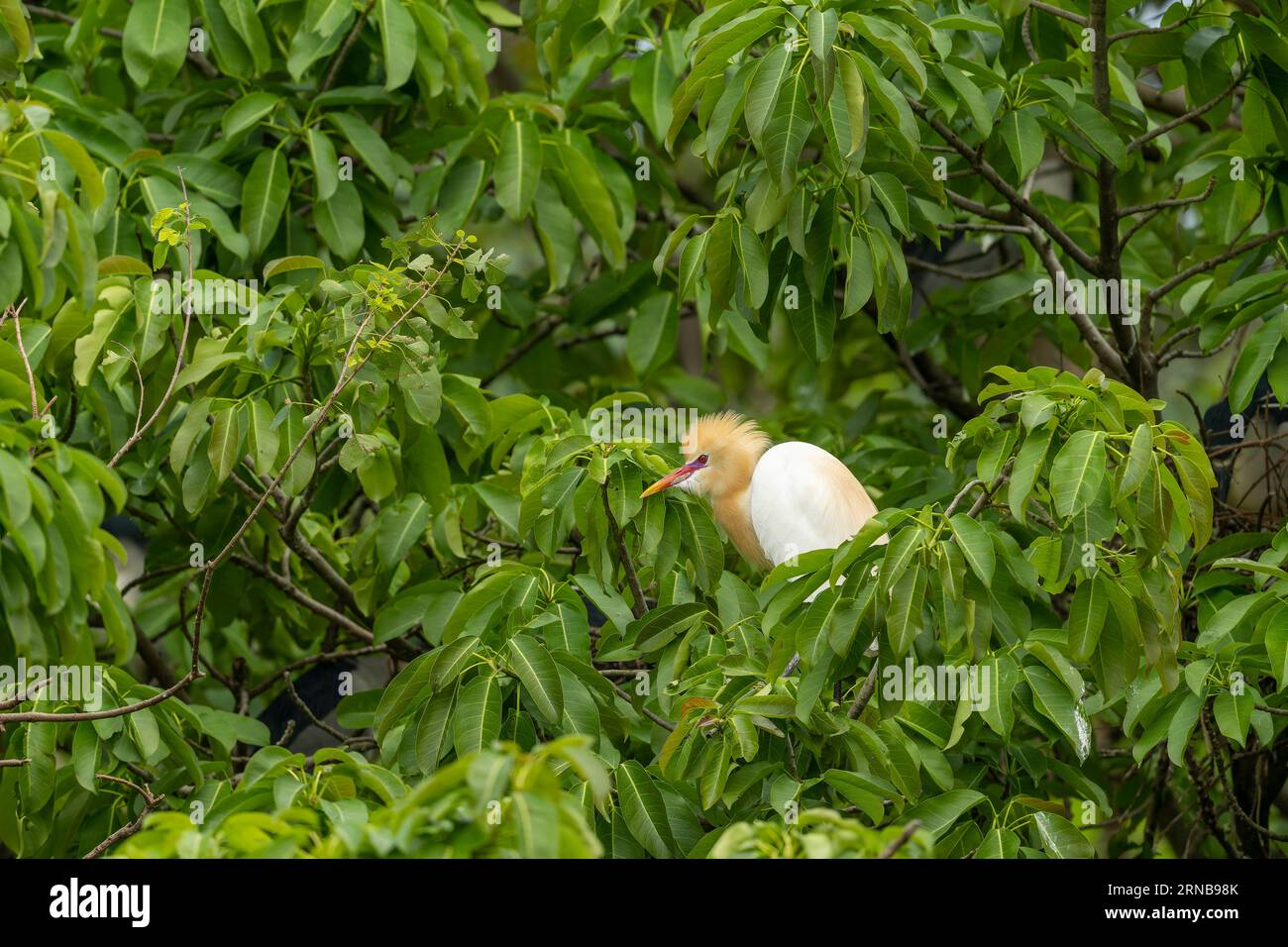 Great egret standing tree hi-res stock photography and images - Alamy
