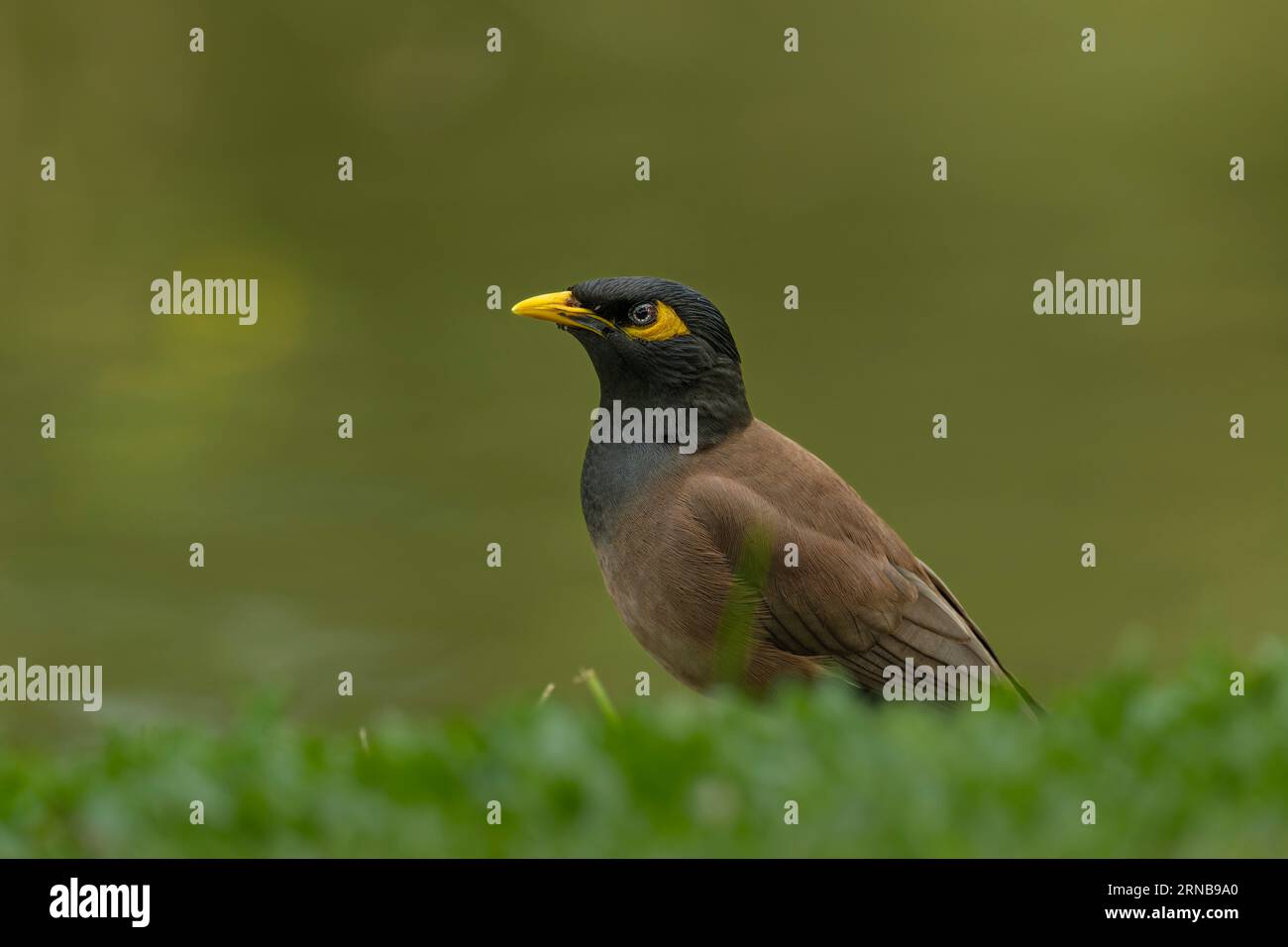 Common myna bird close up in a park Stock Photo - Alamy