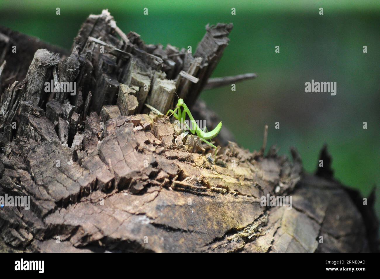 Mantis hijau hi-res stock photography and images - Alamy