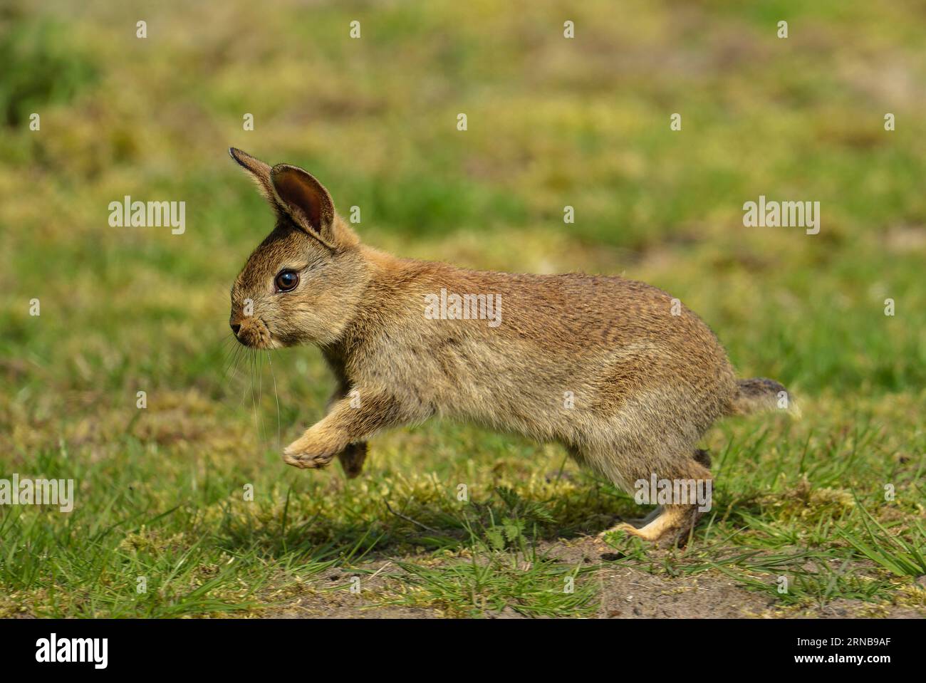Cute bunny running Stock Photo - Alamy
