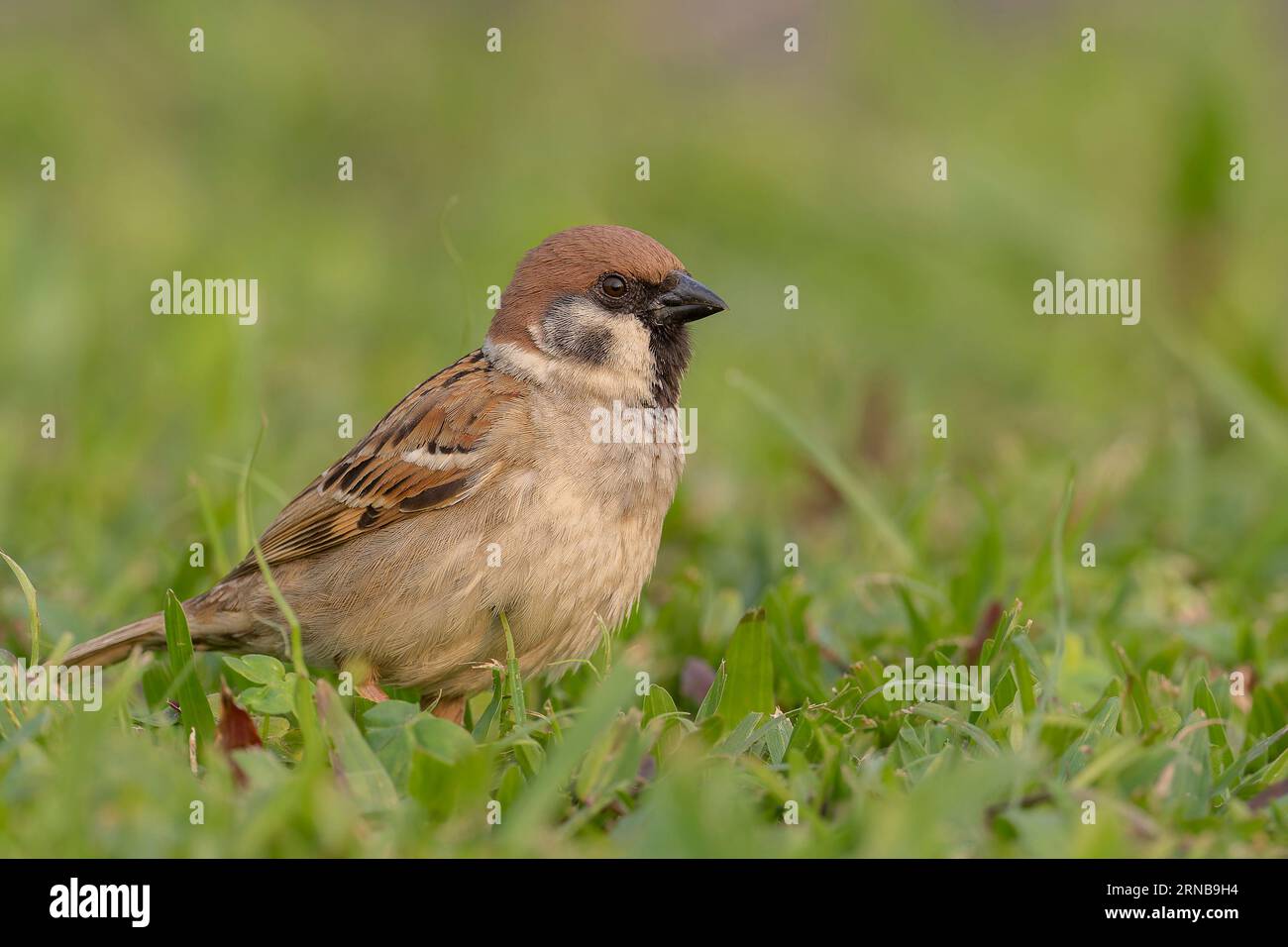 Eurasian tree sparrow close up hi-res stock photography and images - Alamy