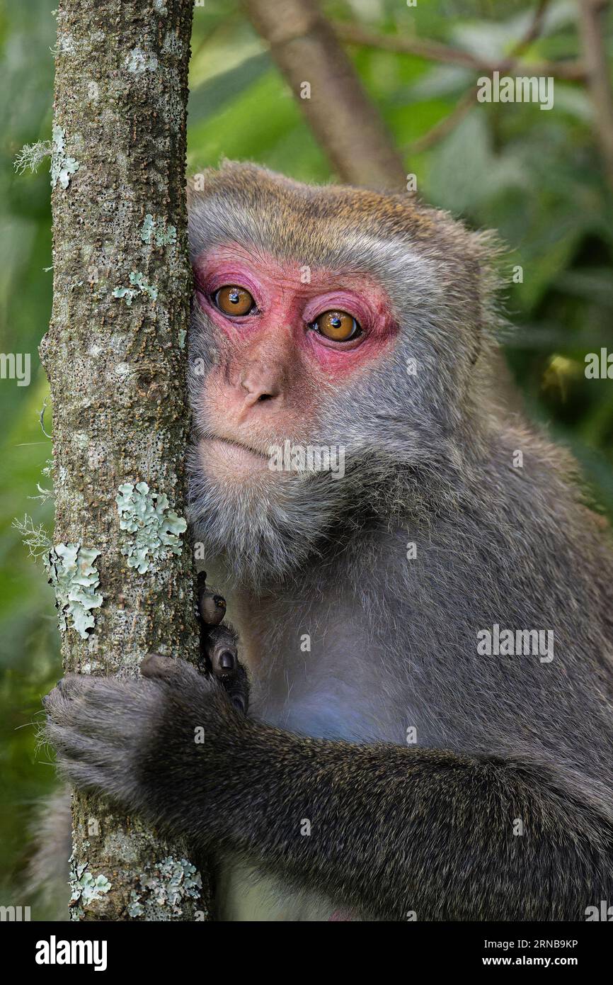 Rock macaque monkey endemic monkey in Taiwan Stock Photo - Alamy