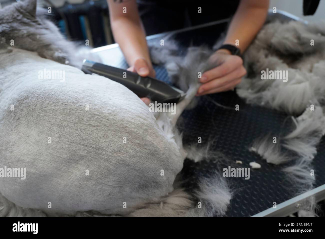 cat visits groomer, groomer cutting cat Stock Photo - Alamy