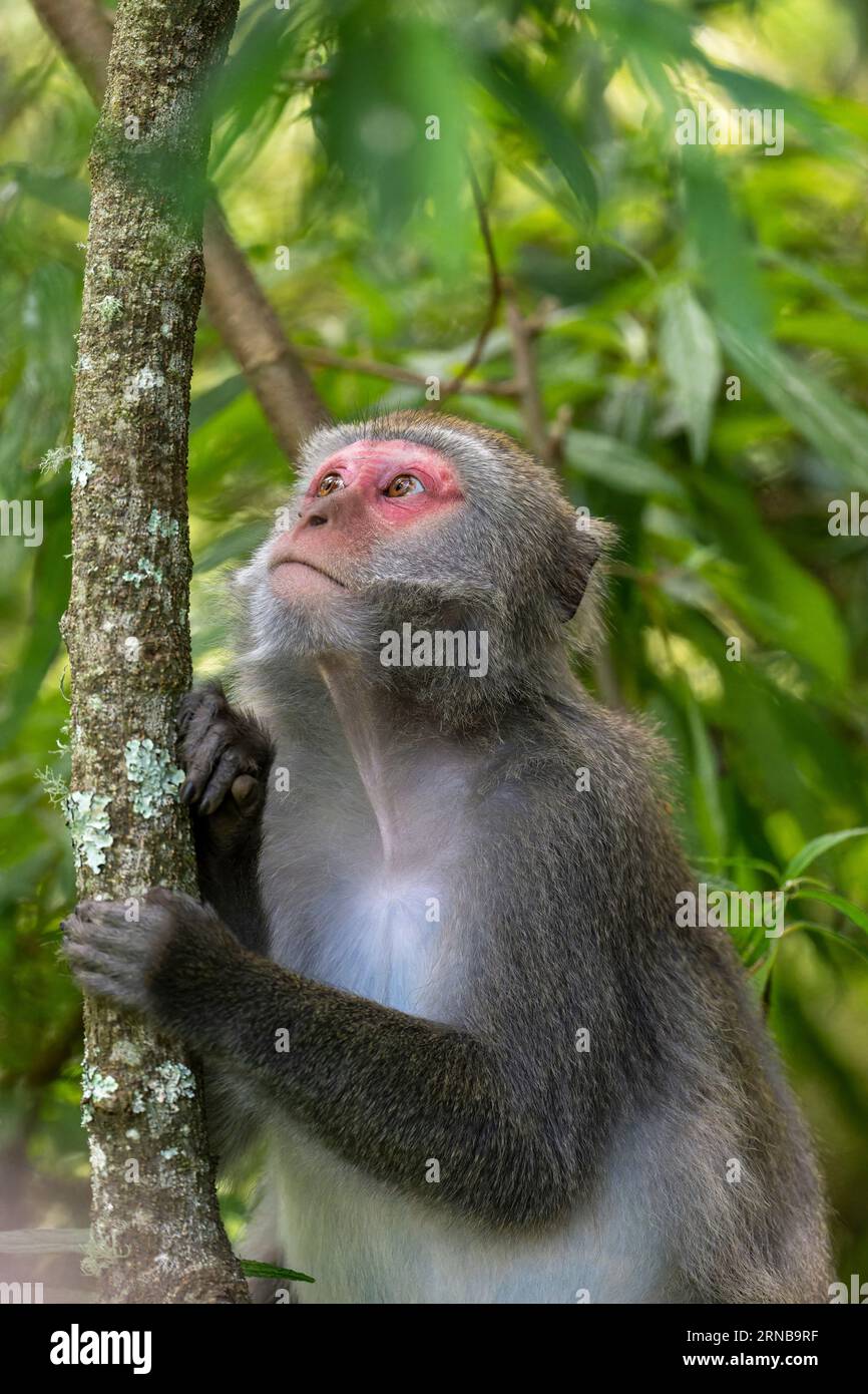 Rock macaque monkey endemic monkey in Taiwan Stock Photo - Alamy