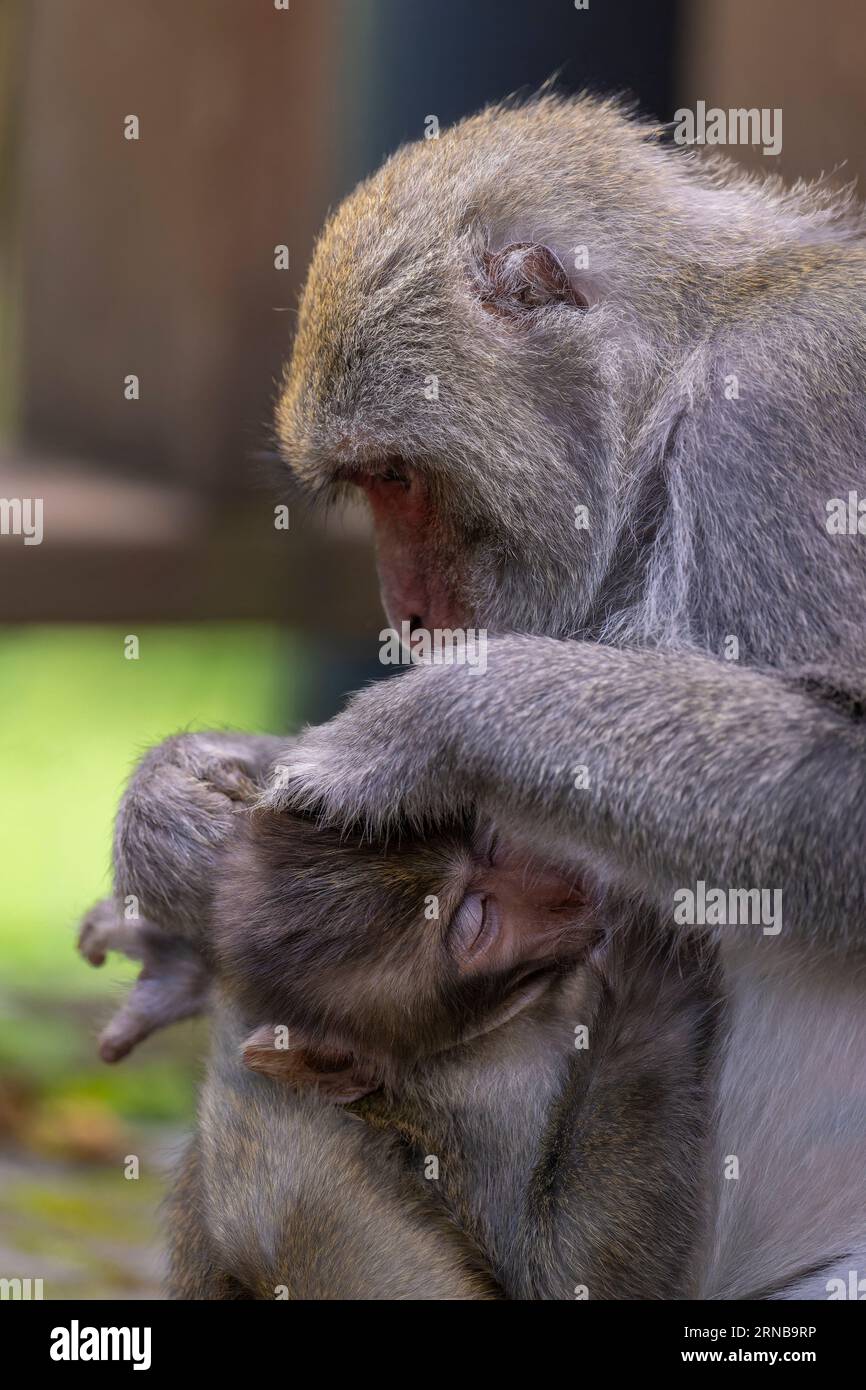 Rock macaque monkey endemic monkey in Taiwan Stock Photo - Alamy