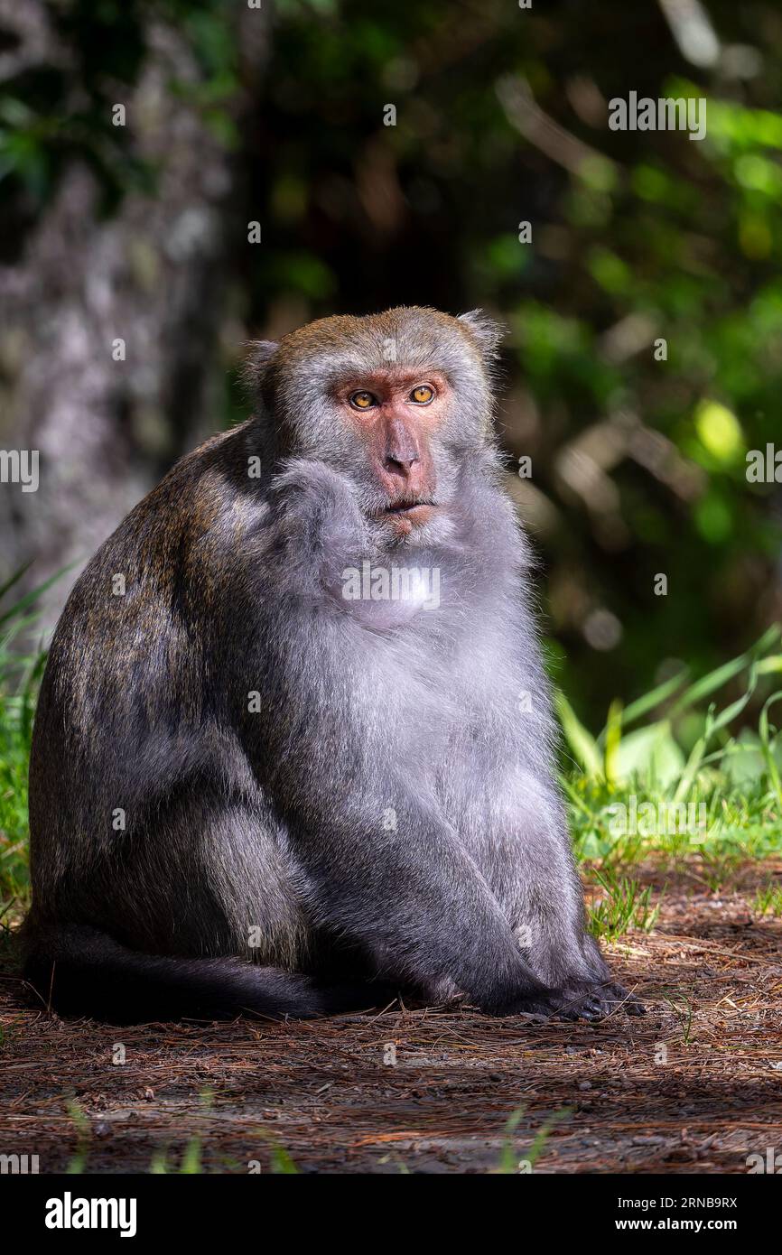 Rock macaque hi-res stock photography and images - Alamy