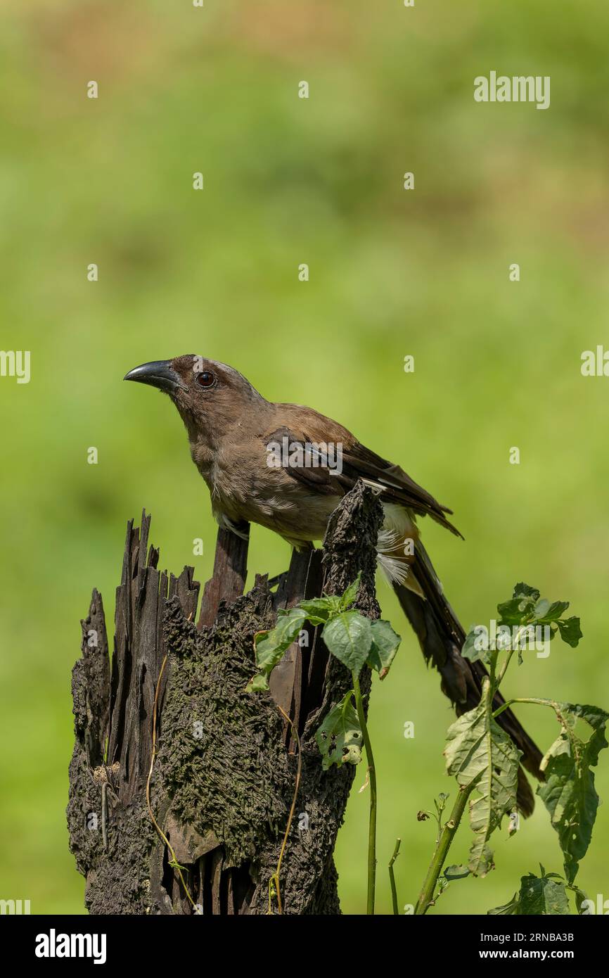 Grey treepie bird on hi-res stock photography and images - Alamy
