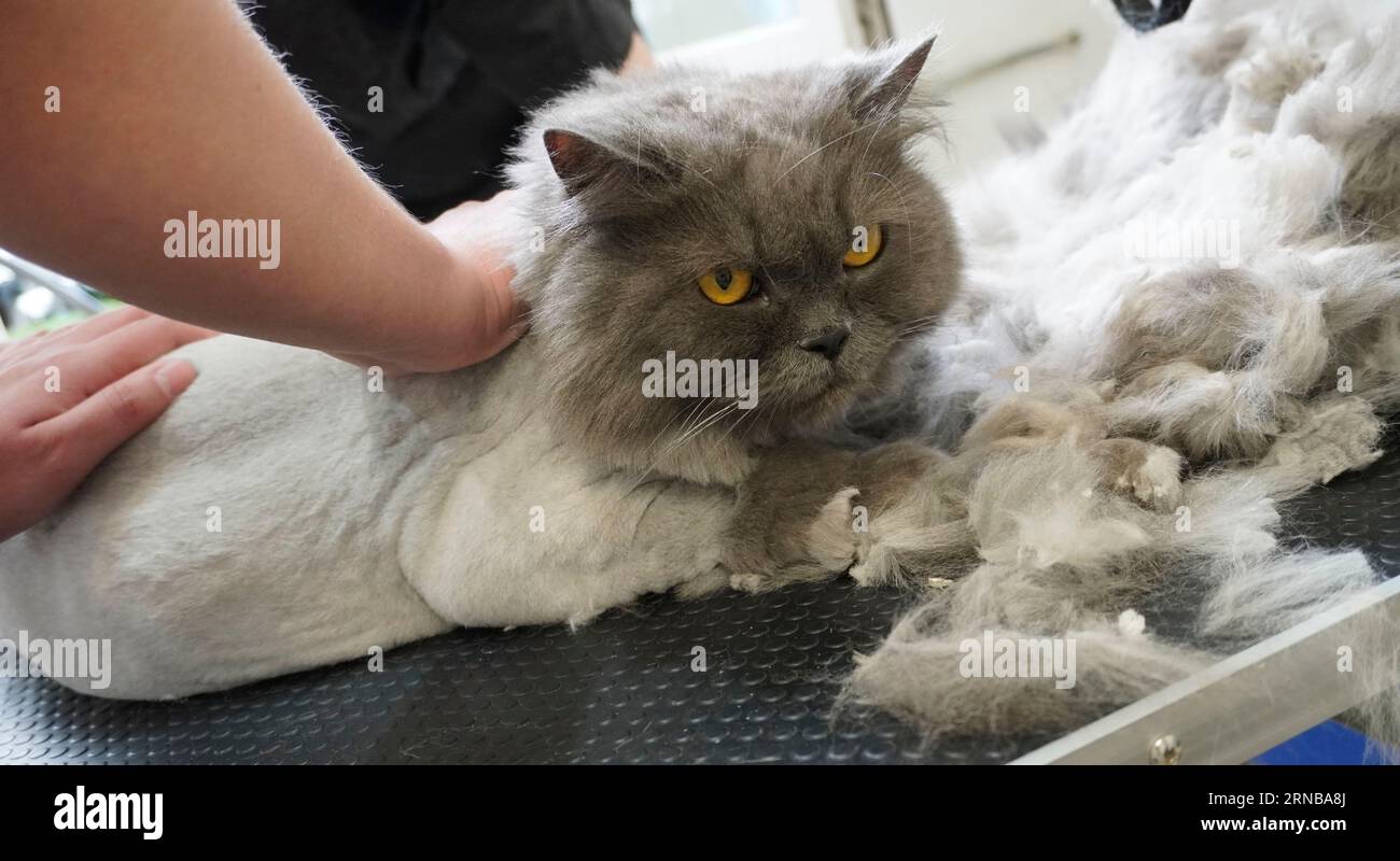 cat visits groomer, groomer cutting cat Stock Photo - Alamy