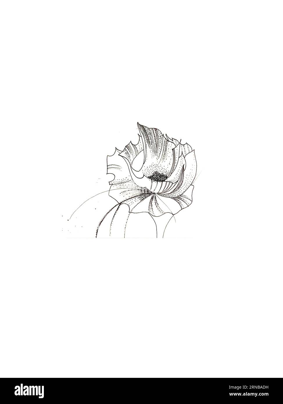 Poppy Flower Tattoo Drawing