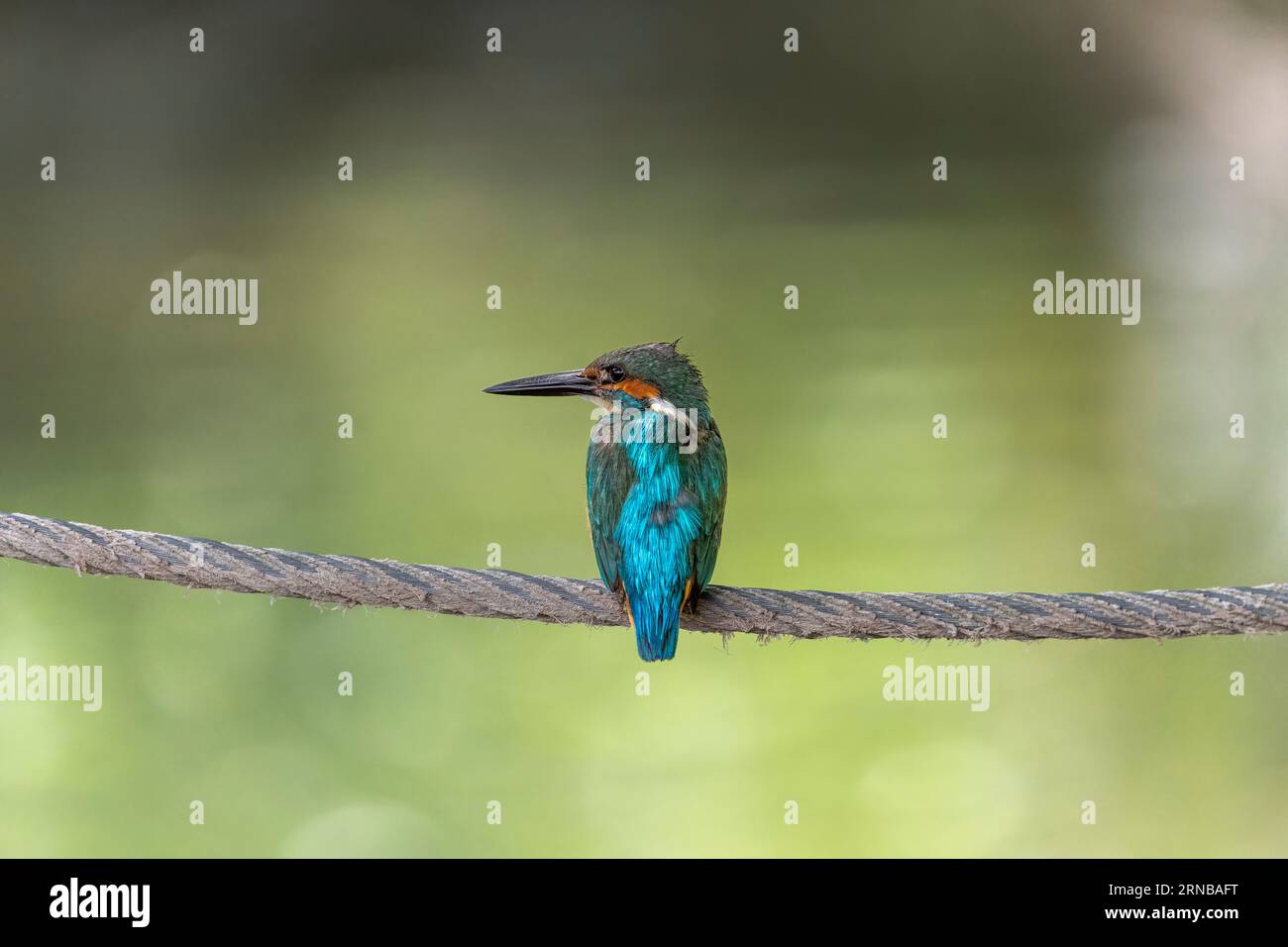 Kingfisher wings hi-res stock photography and images - Alamy