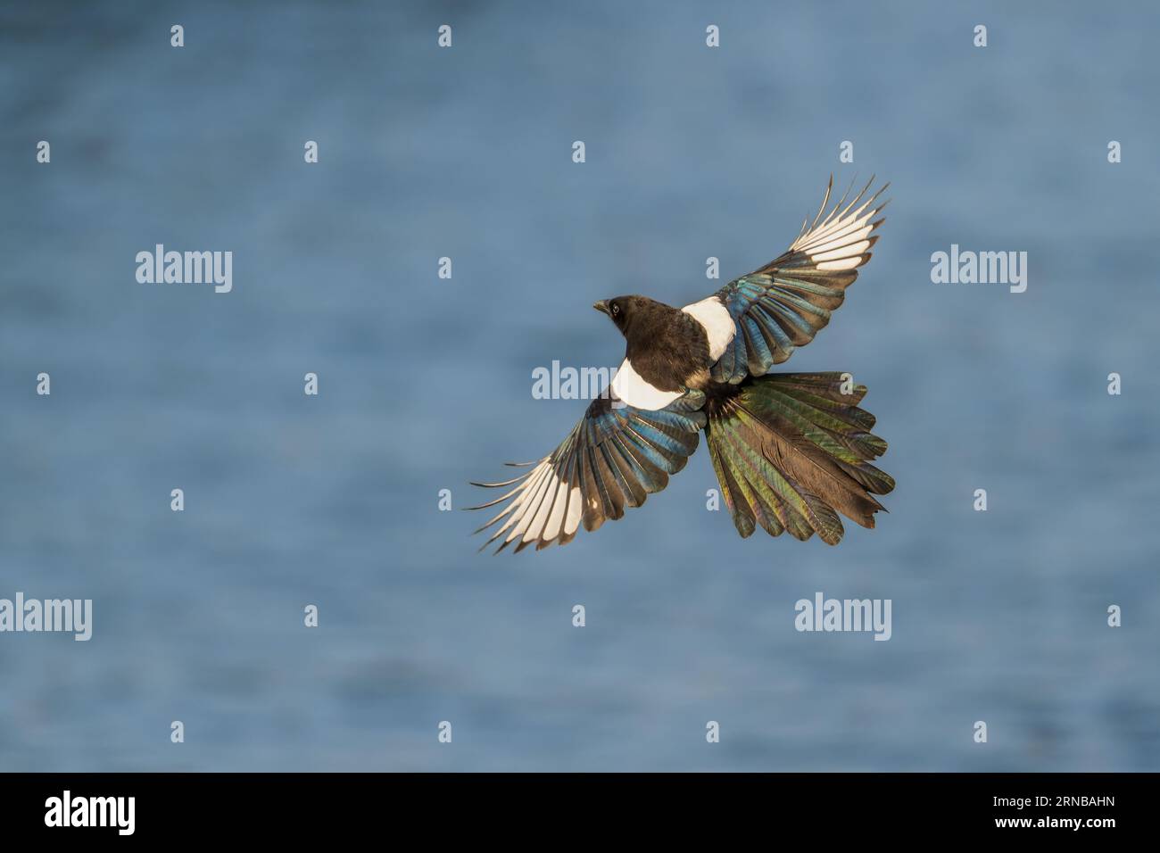 Magpie and water hi-res stock photography and images - Alamy