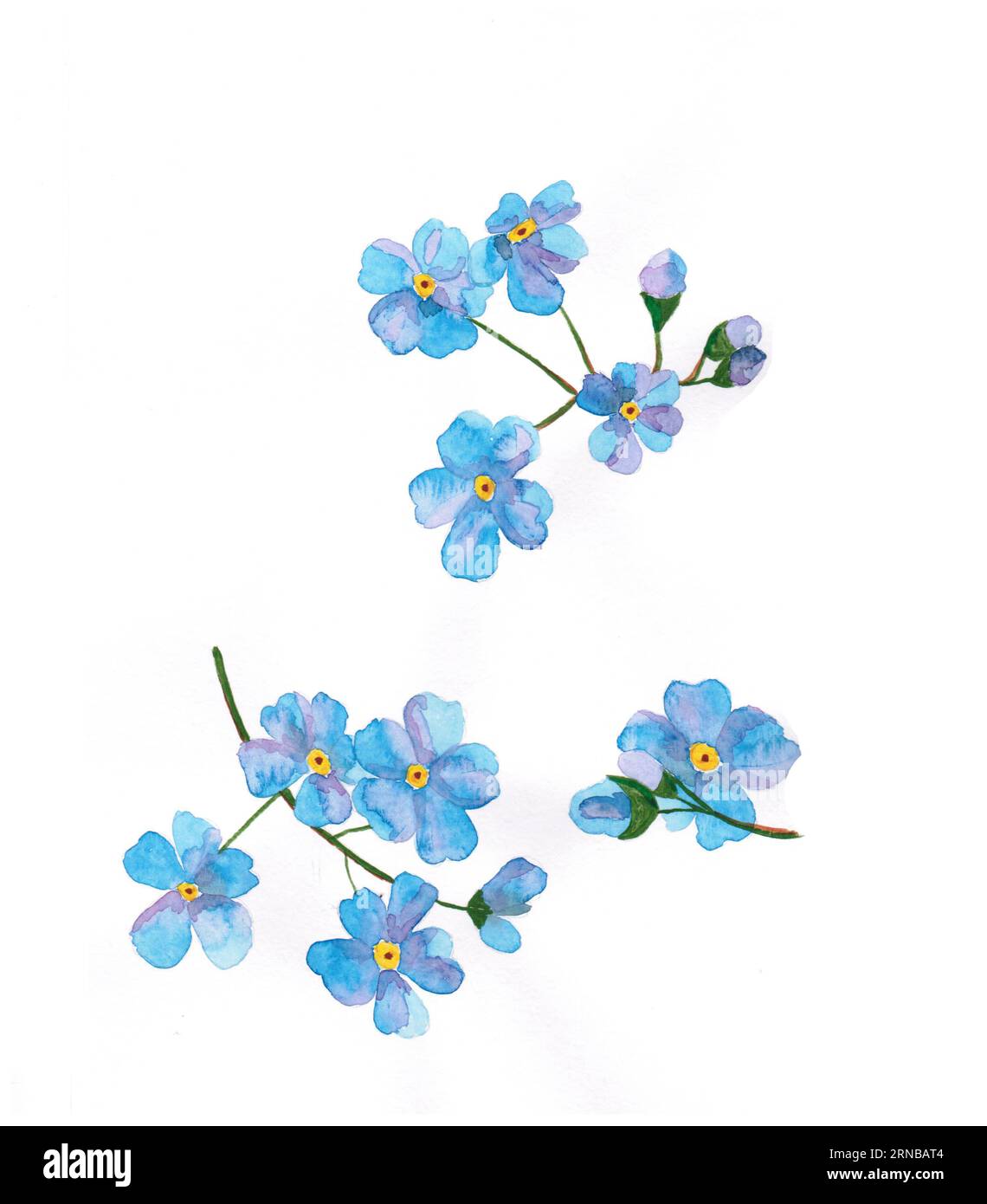 hand drawing forget-me-not, watercolor Stock Photo - Alamy