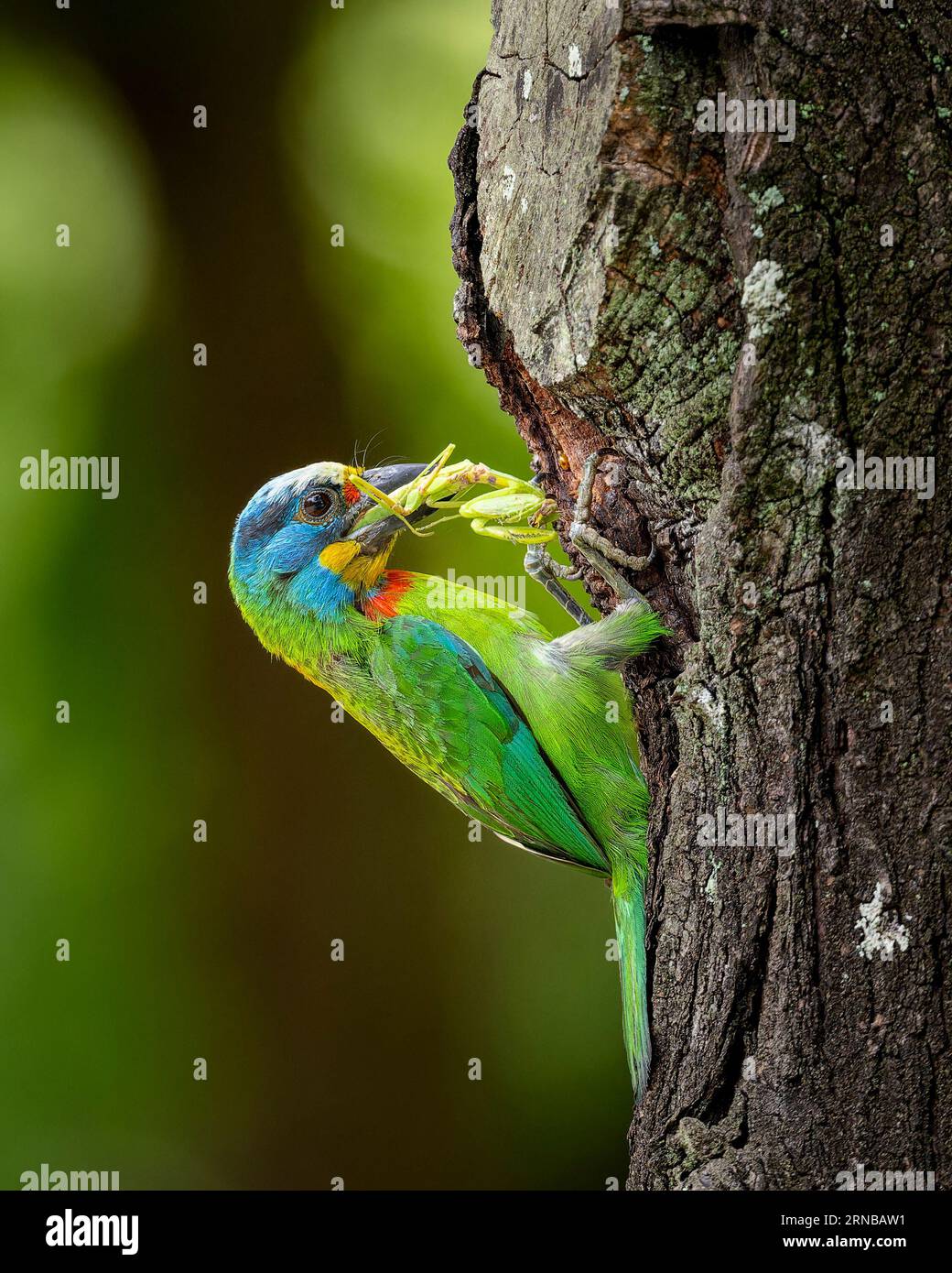 Taiwan barbet,Psilopogon nuchalis, endemic bird from Taiwan in flight ...