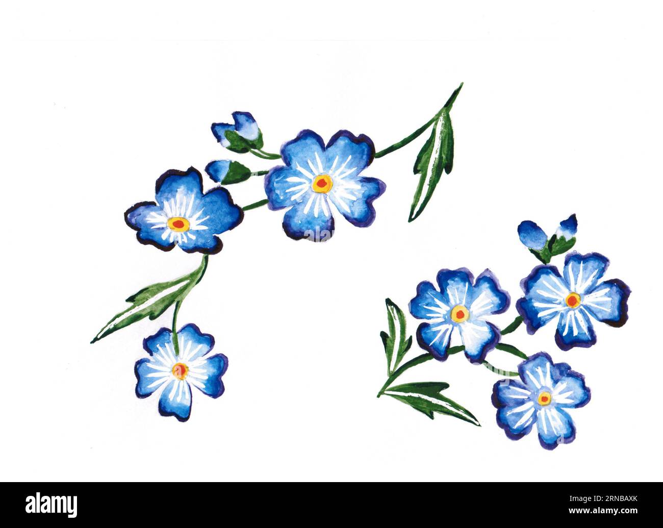 hand drawing forget-me-not, watercolor Stock Photo - Alamy