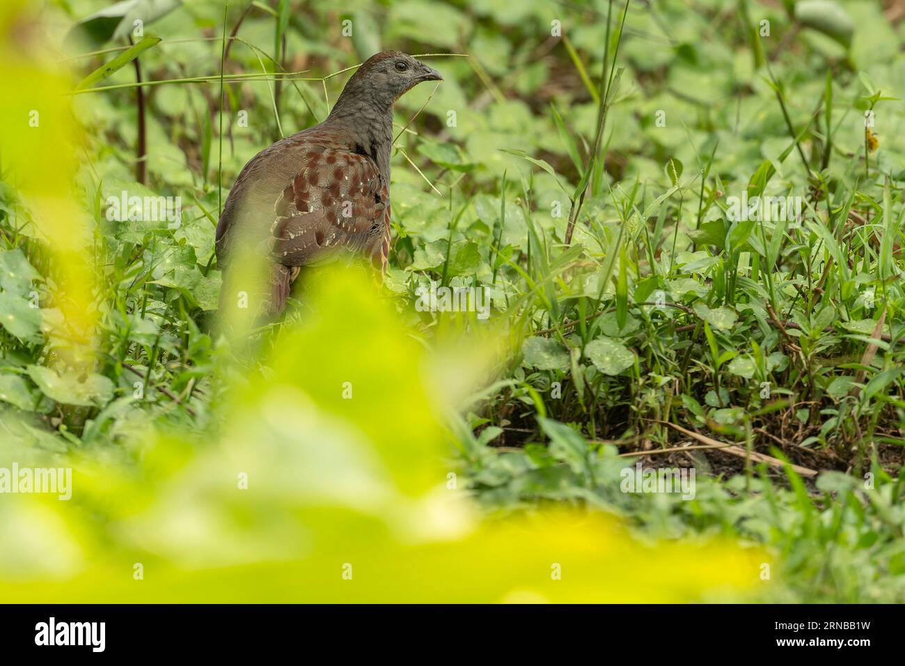 Taiwan bamboo Partridge Stock Photo - Alamy