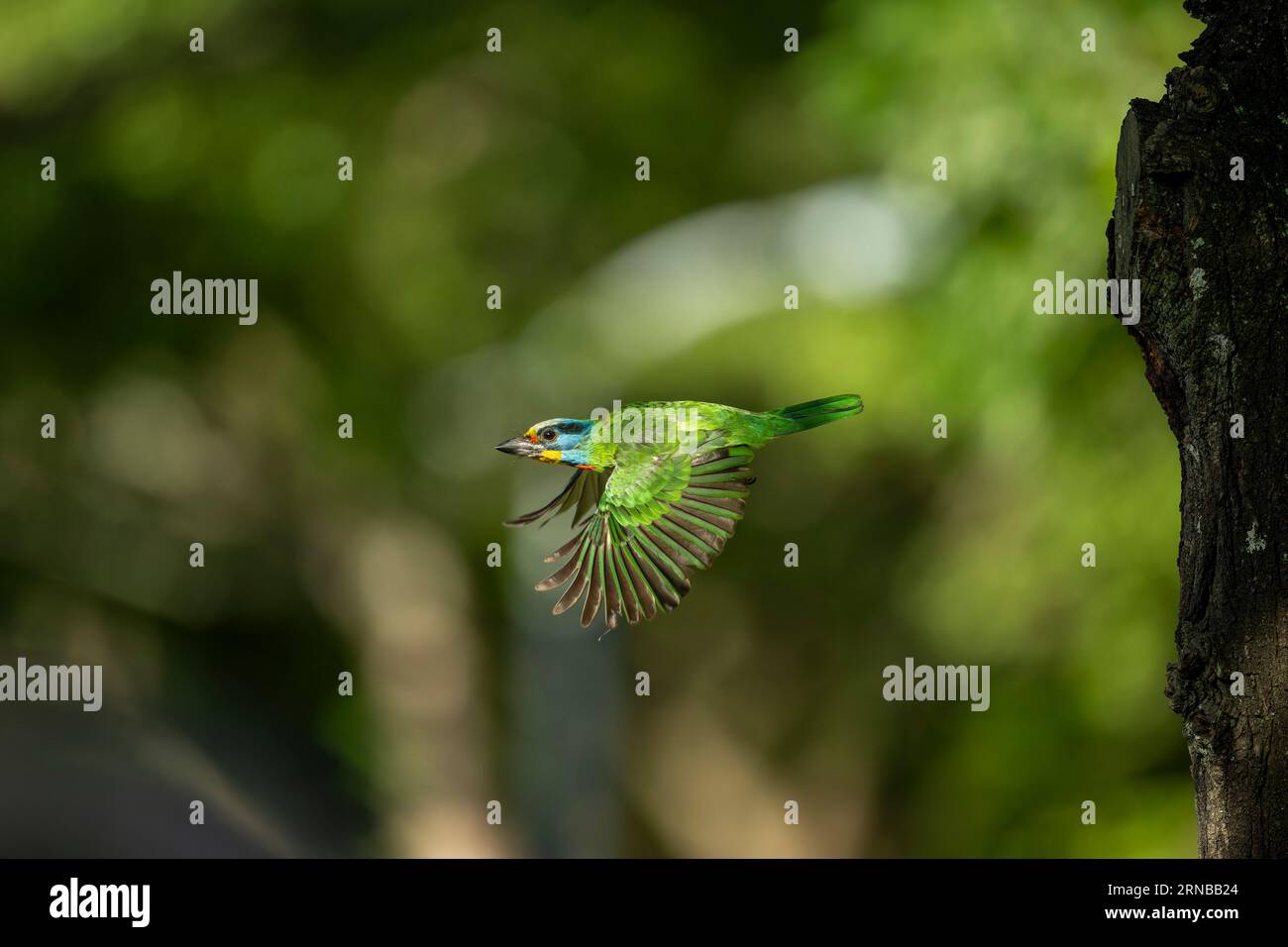 Taiwan barbet,Psilopogon nuchalis, endemic bird from Taiwan in flight ...
