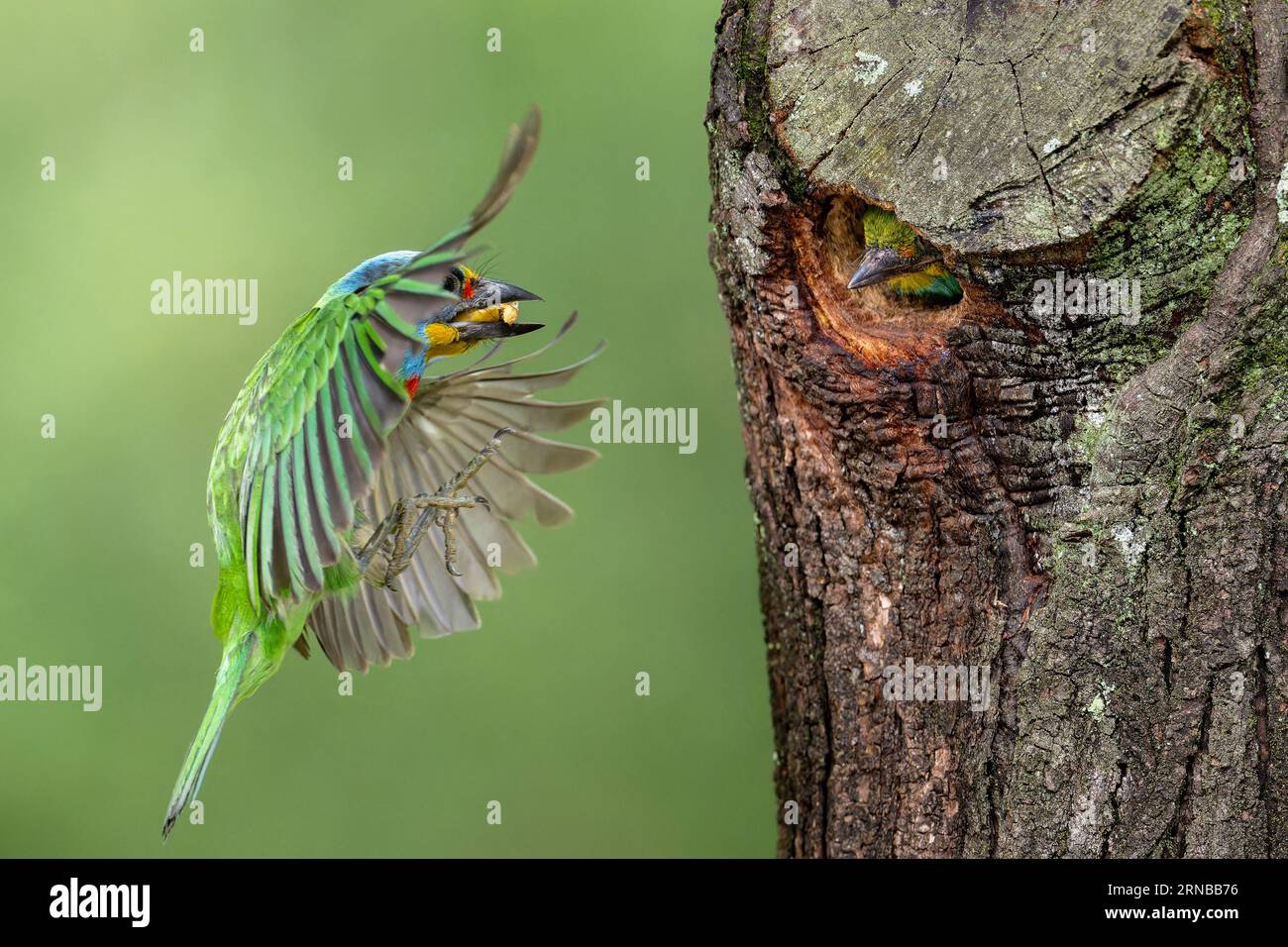 Endemic insects hi-res stock photography and images - Alamy