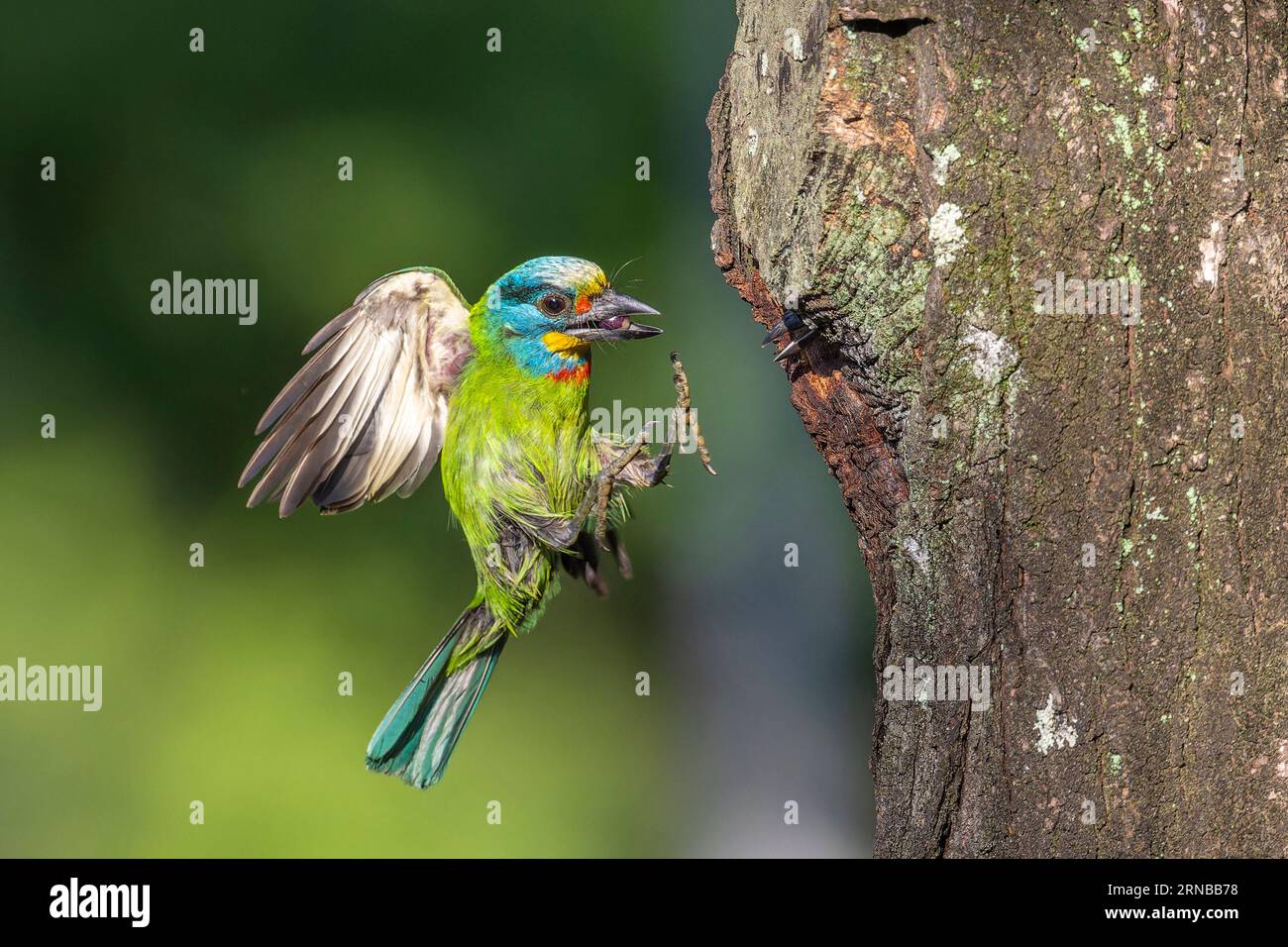 Taiwan barbet,Psilopogon nuchalis, endemic bird from Taiwan in flight ...