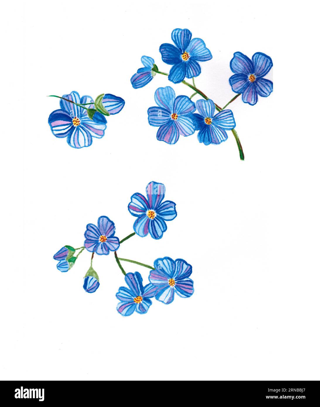 hand drawing forget-me-not, watercolor Stock Photo - Alamy