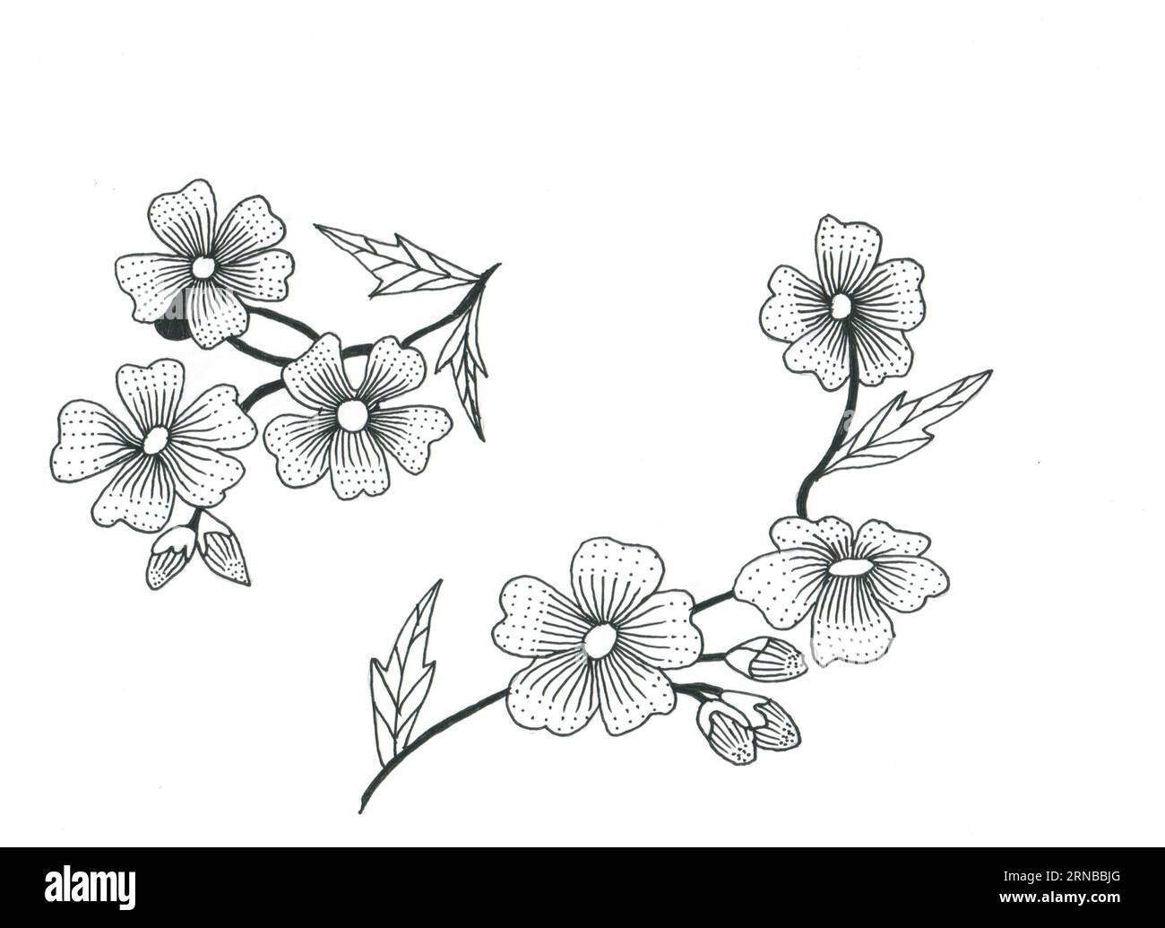 hand drawing forget-me-not, outline Stock Photo - Alamy