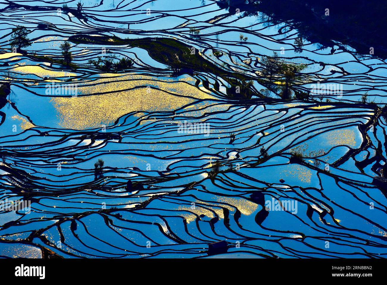 Photo taken on Feb. 20, 2016 shows rice terrace scenery in Yuanyang ...