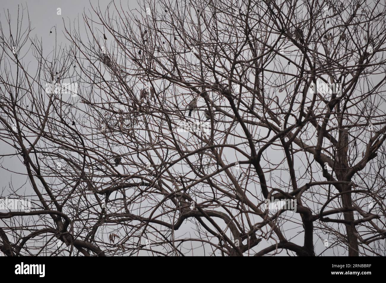 Siluet pohon hi-res stock photography and images - Alamy