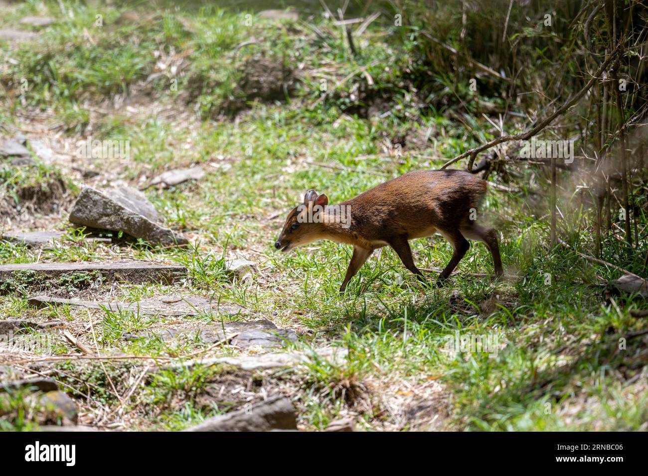 Chinese muntjac china hi-res stock photography and images - Alamy