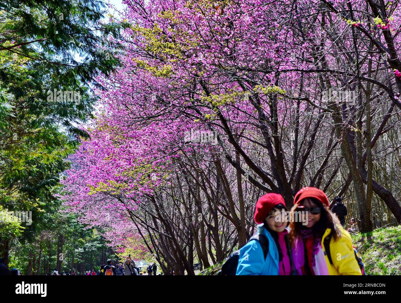 (160229) -- TAIPEI, Feb. 29, 2016 -- Tourists pose for pictures under ...